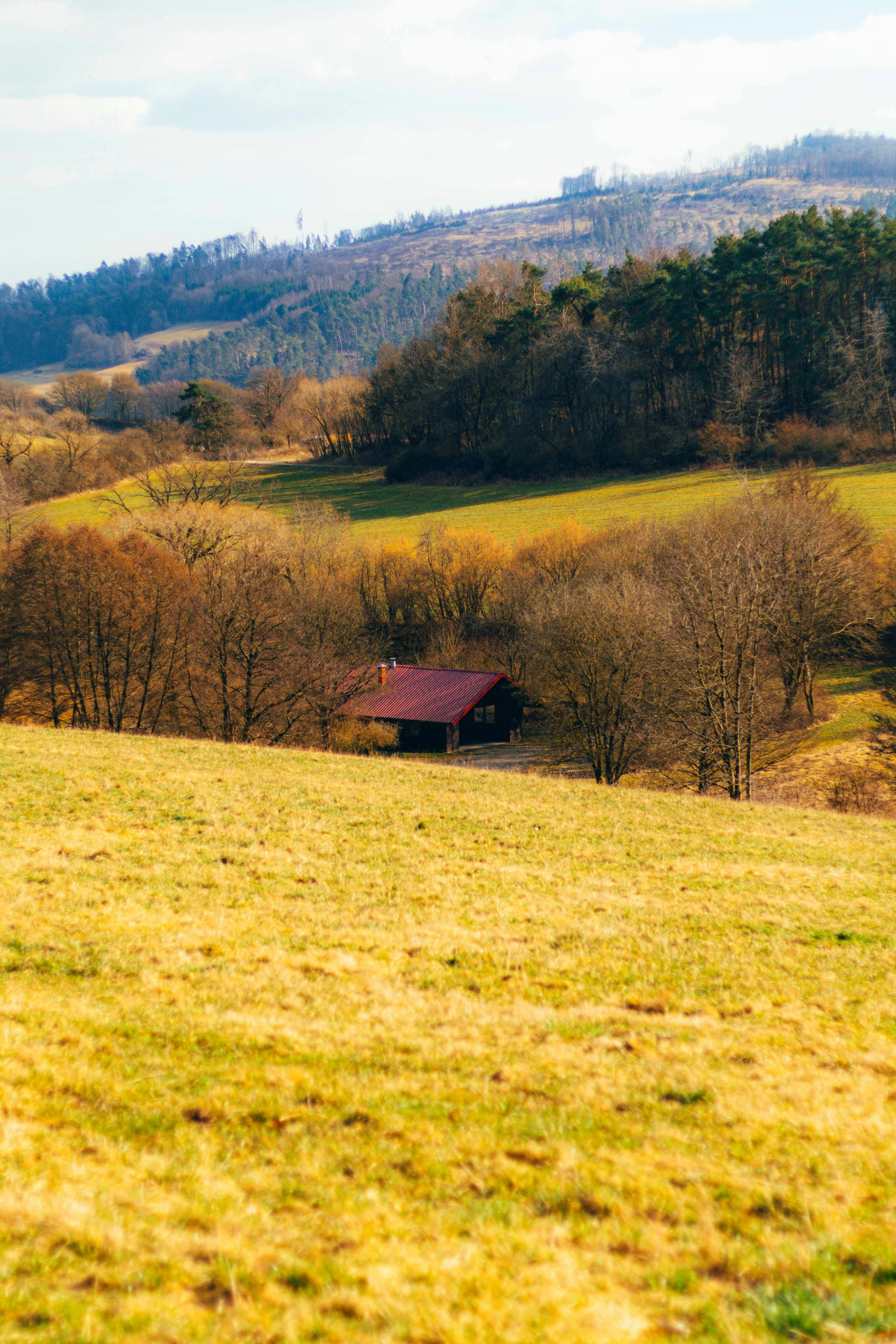 Arjun Tree Photos, Download The BEST Free Arjun Tree Stock Photos & HD ...