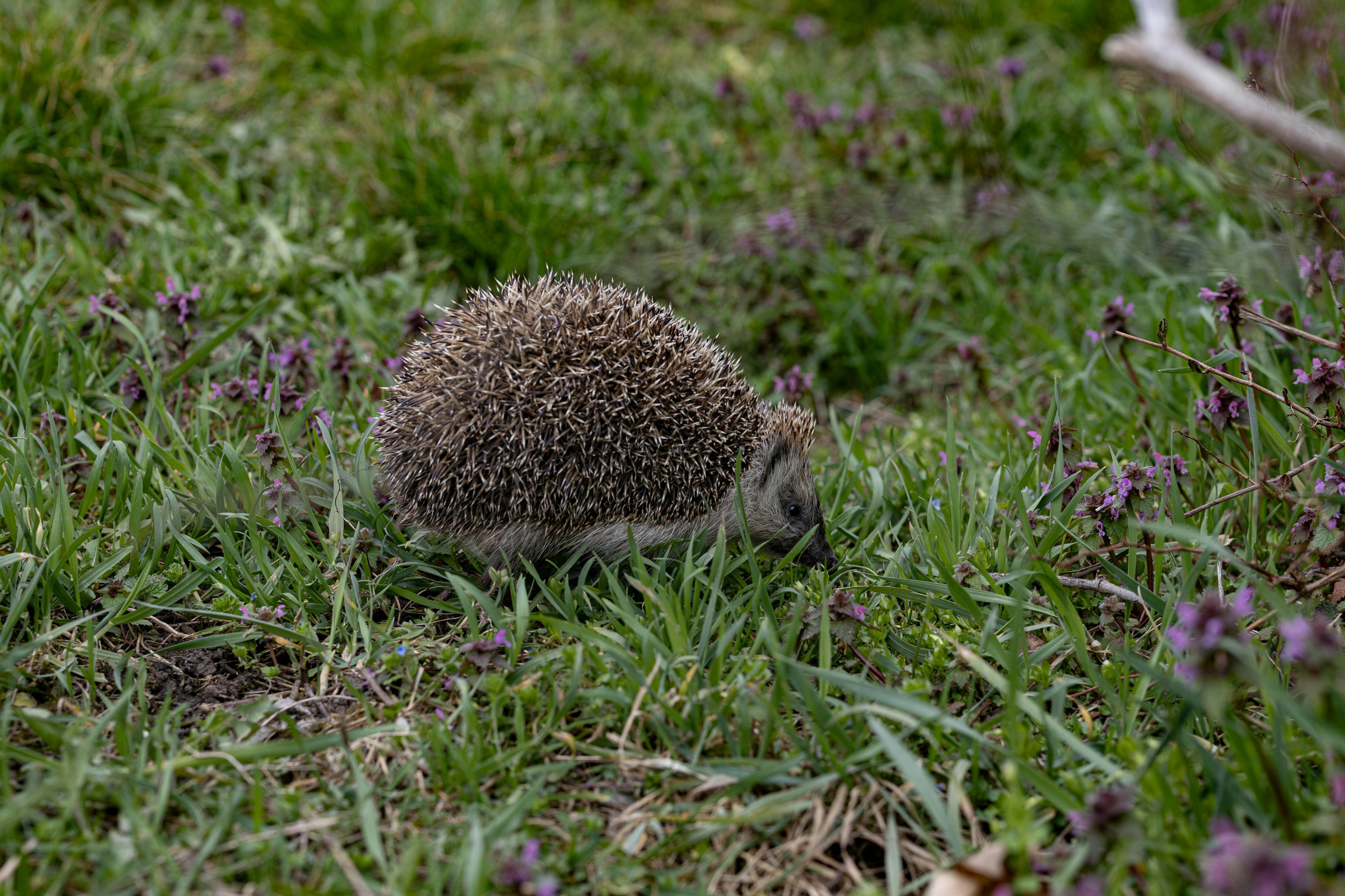 Hidden Creatures Photos, Download The BEST Free Hidden Creatures Stock ...