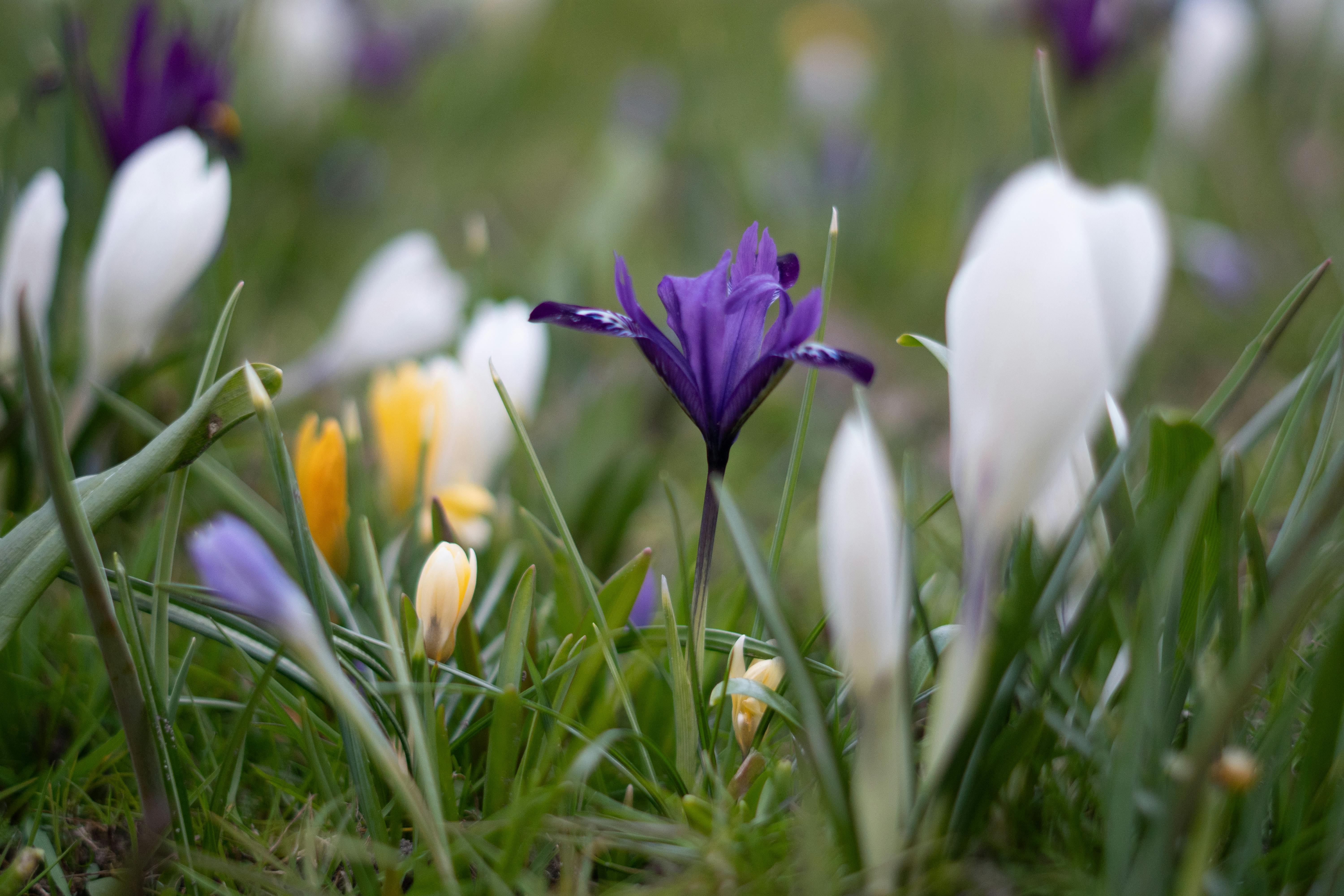 Vibrant Spring Crocuses Bloom in Grass · Free Stock Photo