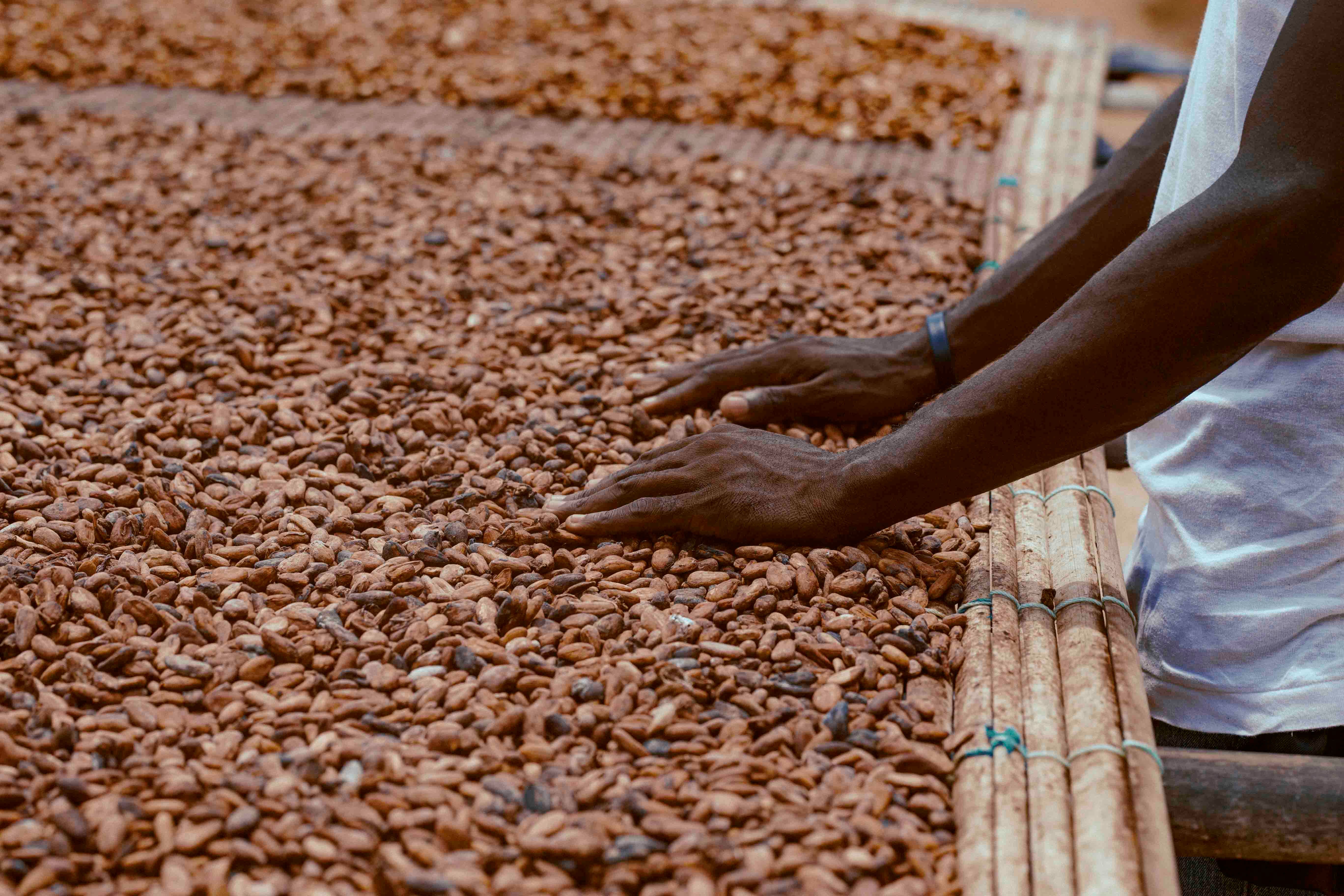 Un Producteur De Cacao Séchant Des Fèves Au Ghana · Photo gratuite
