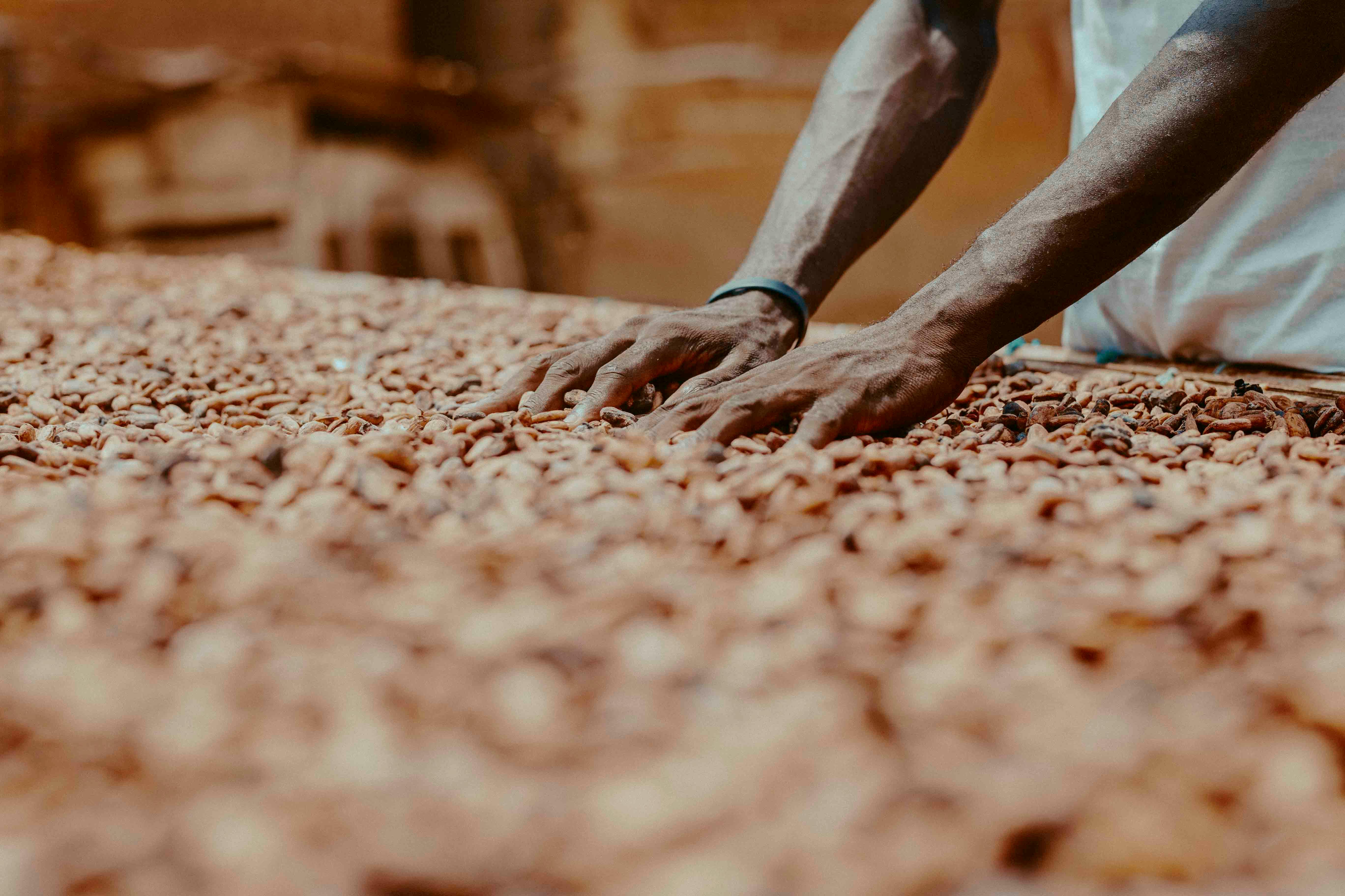 Hands Sorting Cocoa Beans in Rural Ghana · Free Stock Photo