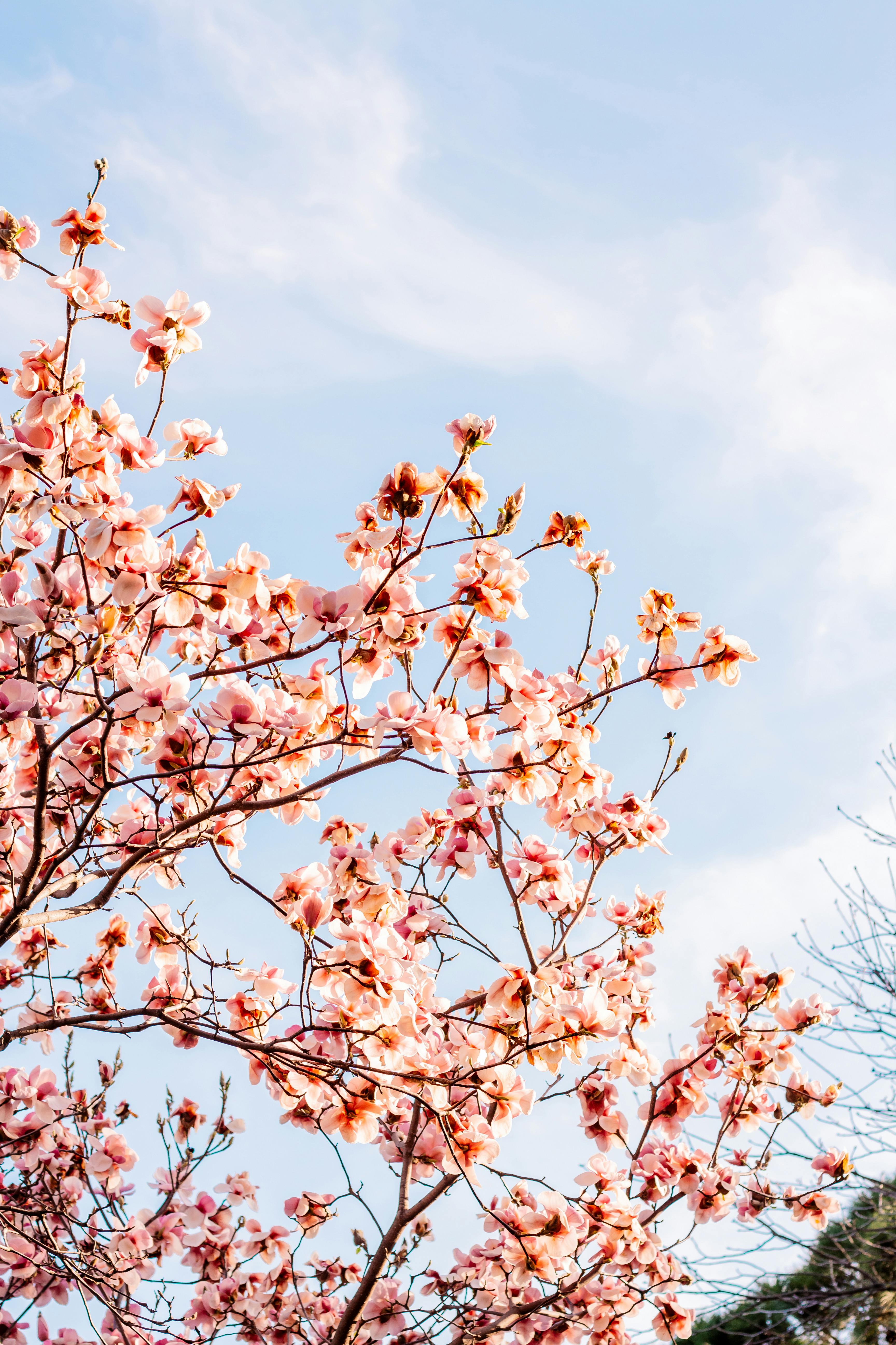 Beautiful Blooming Tree Against Clear Spring Sky · Free Stock Photo