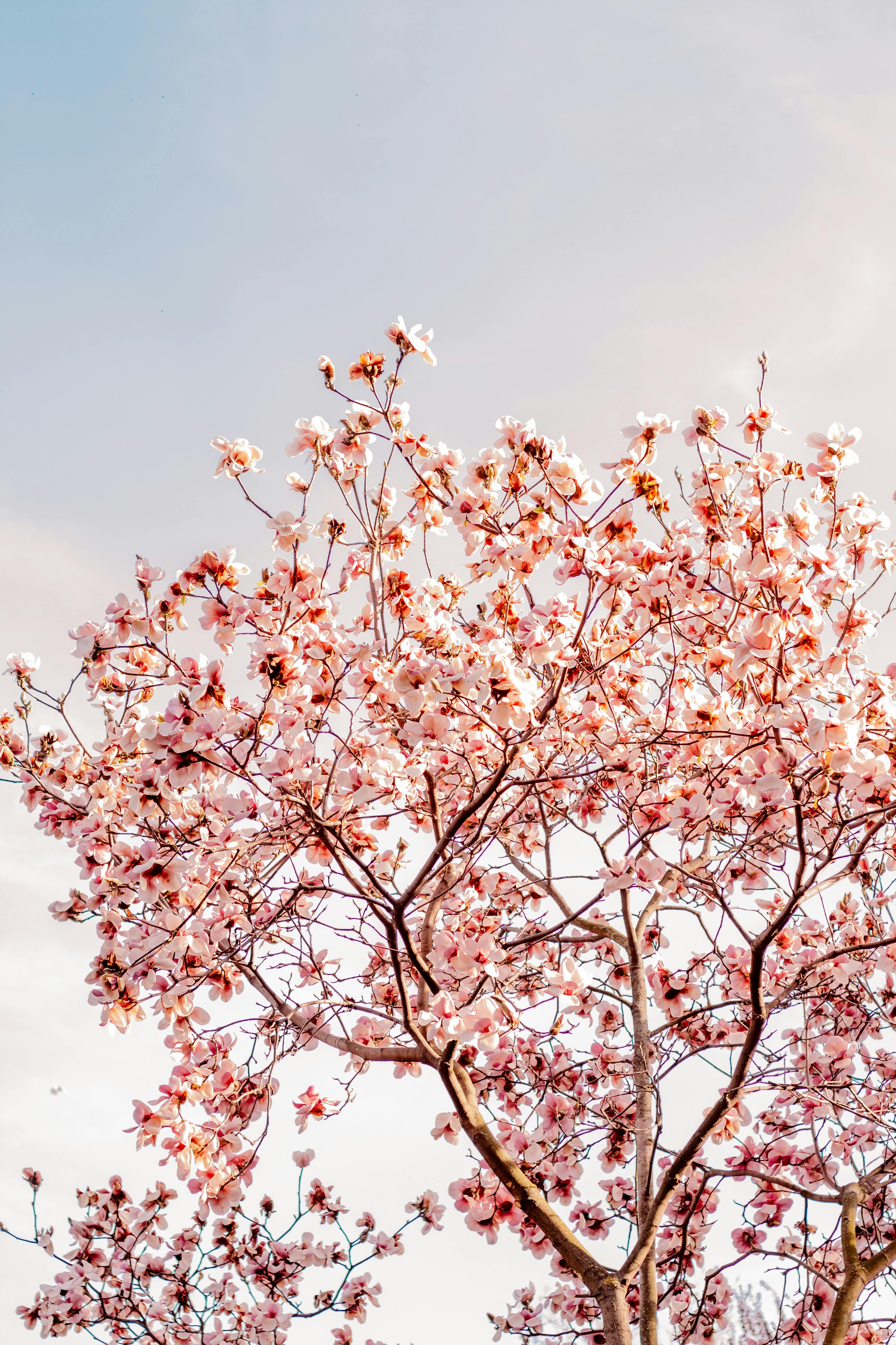 Vibrant Cherry Blossoms Under Clear Spring Sky · Free Stock Photo