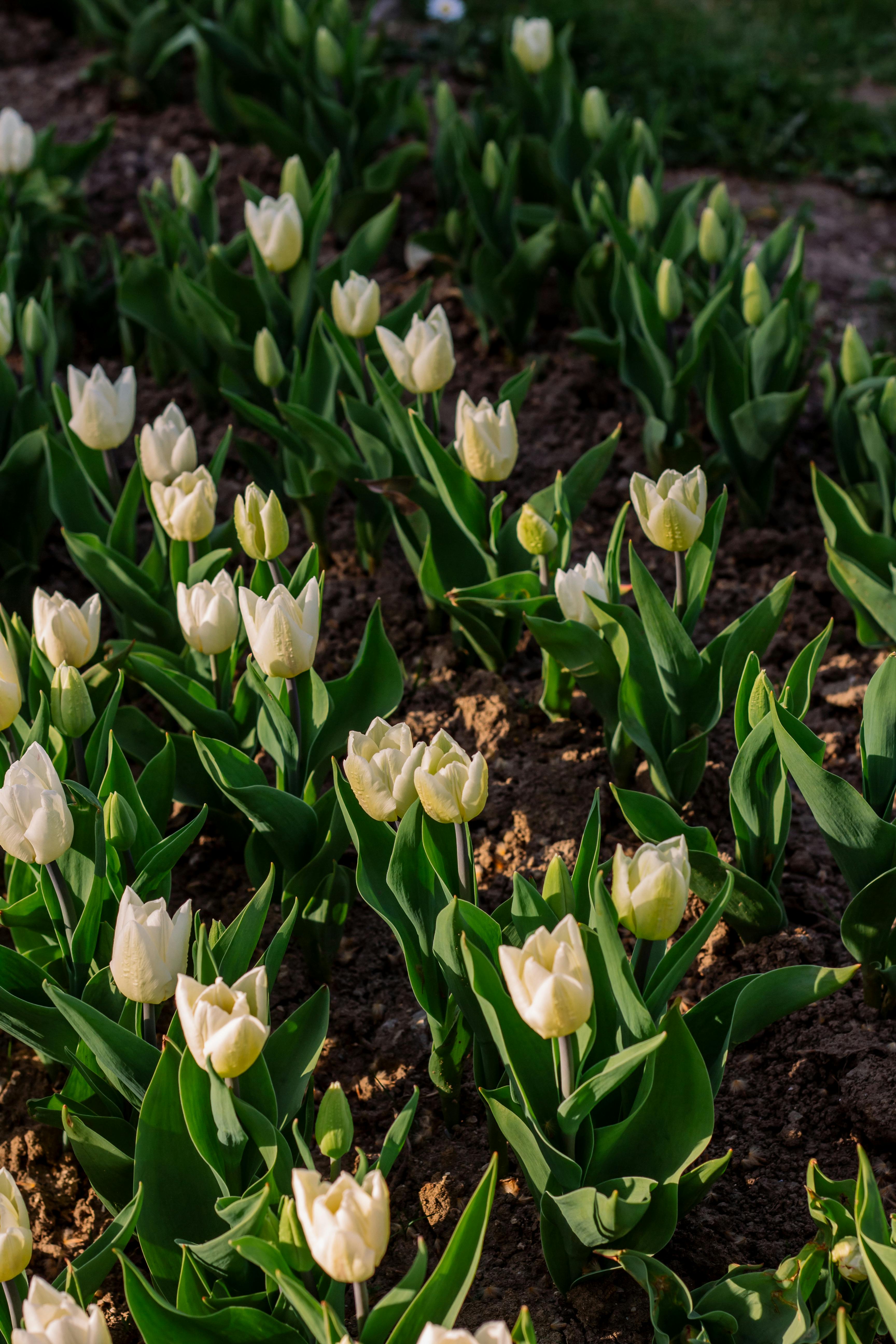 Louts Flower Leaves Photos, Download The BEST Free Louts Flower Leaves ...