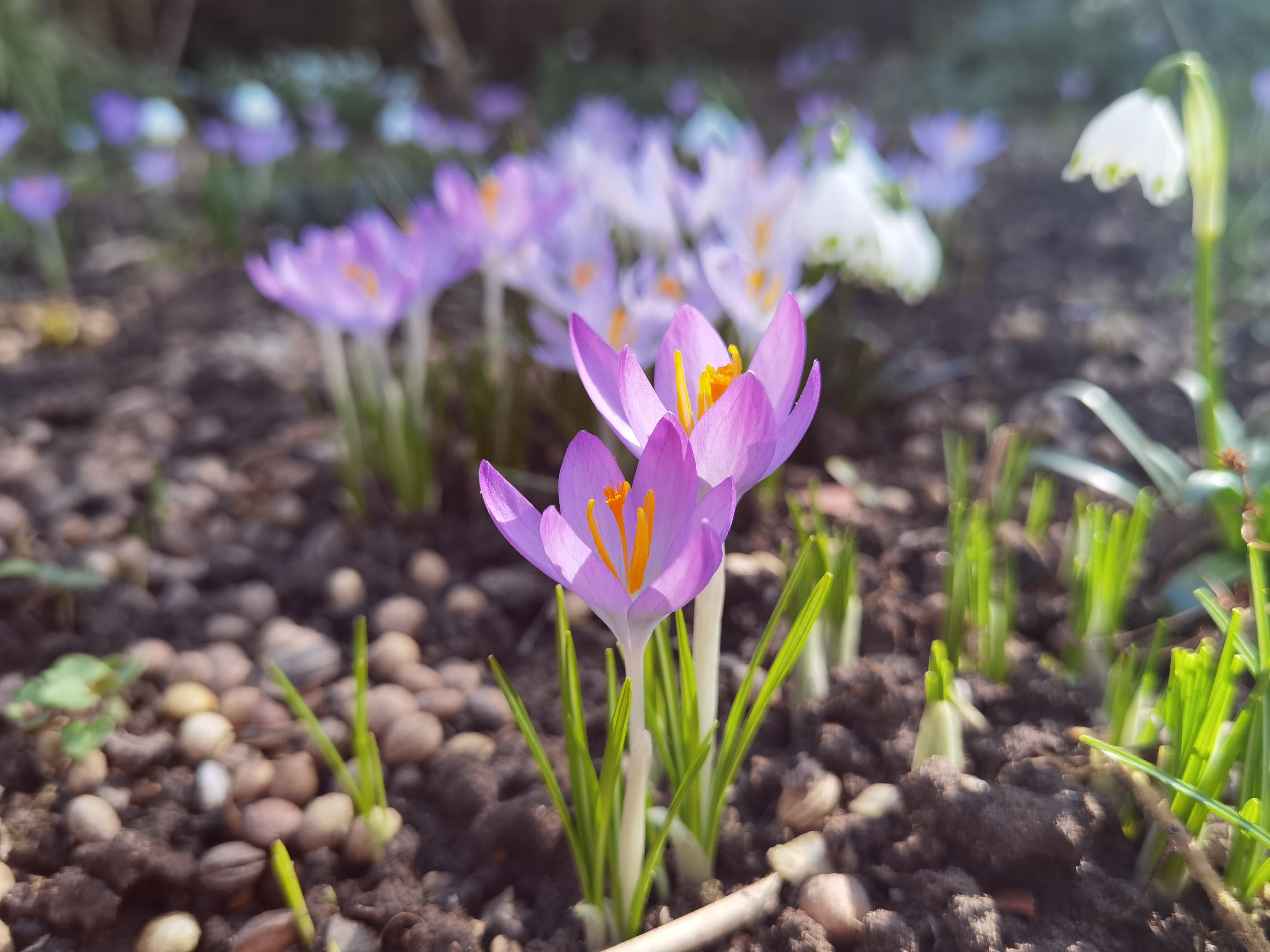 Vibrant Crocus Blooms in Sunlit Garden · Free Stock Photo