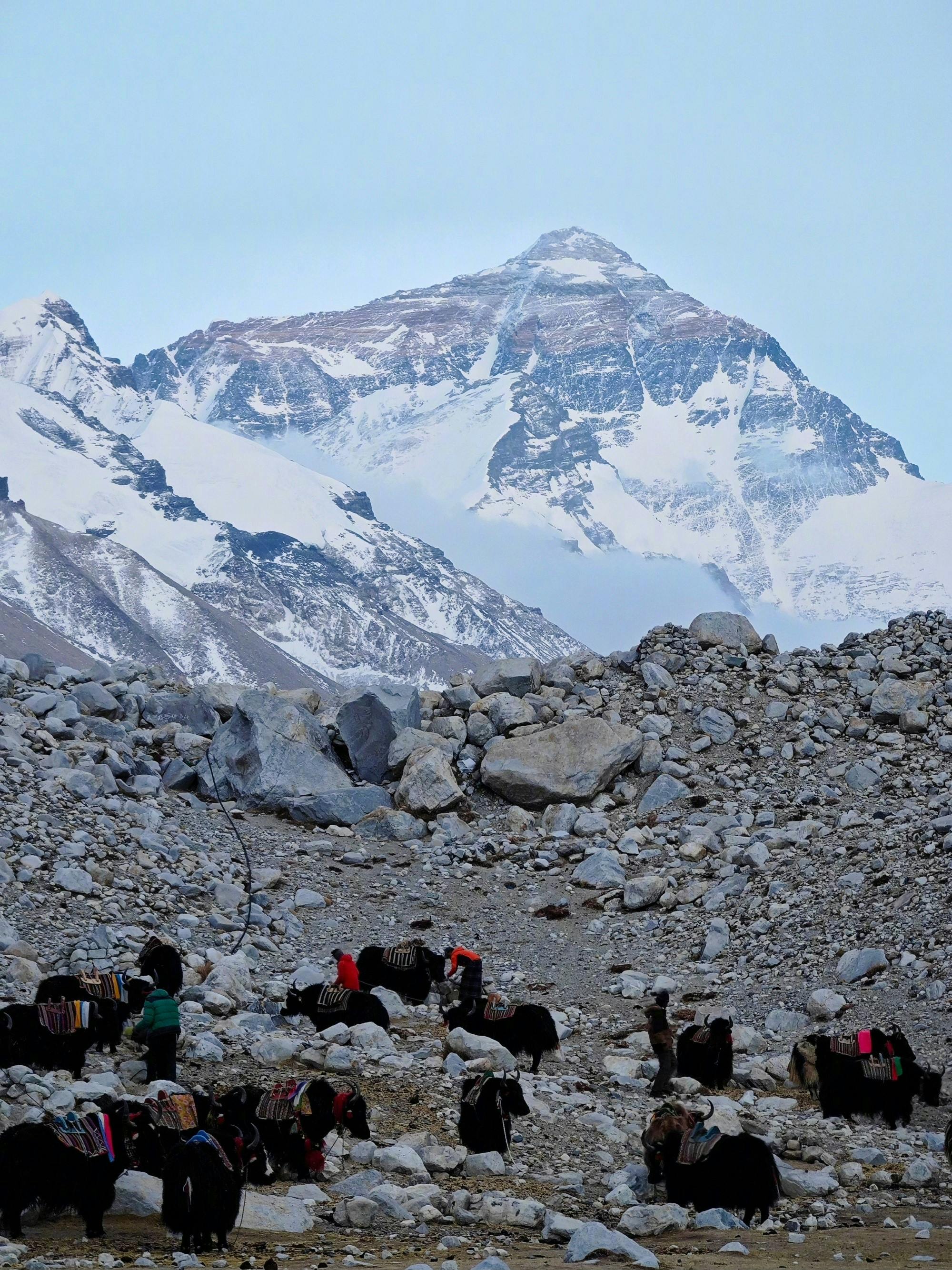 Yaks grazing near Mount Everest base camp · Free Stock Photo