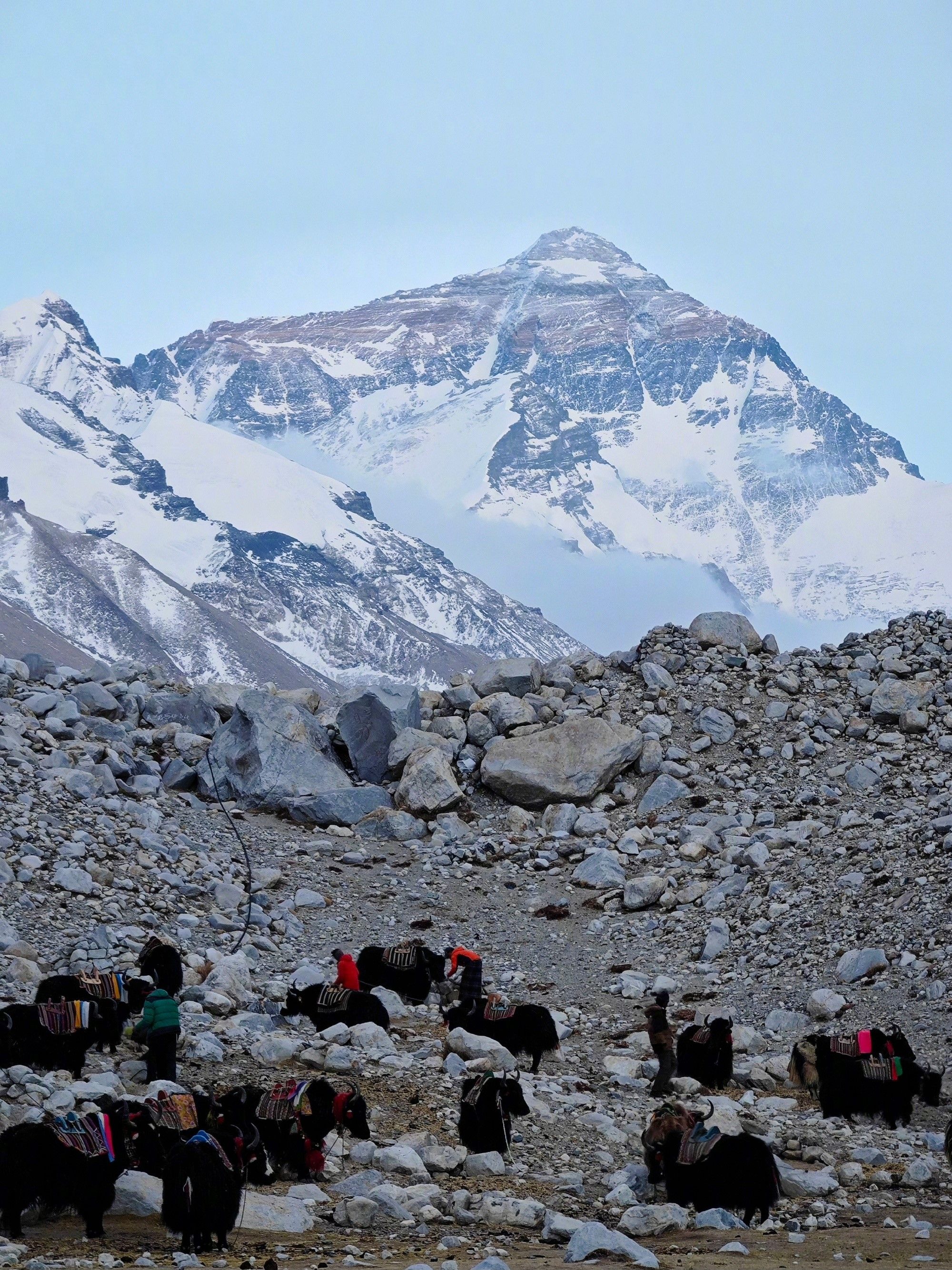 Yaks Pastando Cerca Del Campamento Base Del Monte Everest · Foto de ...