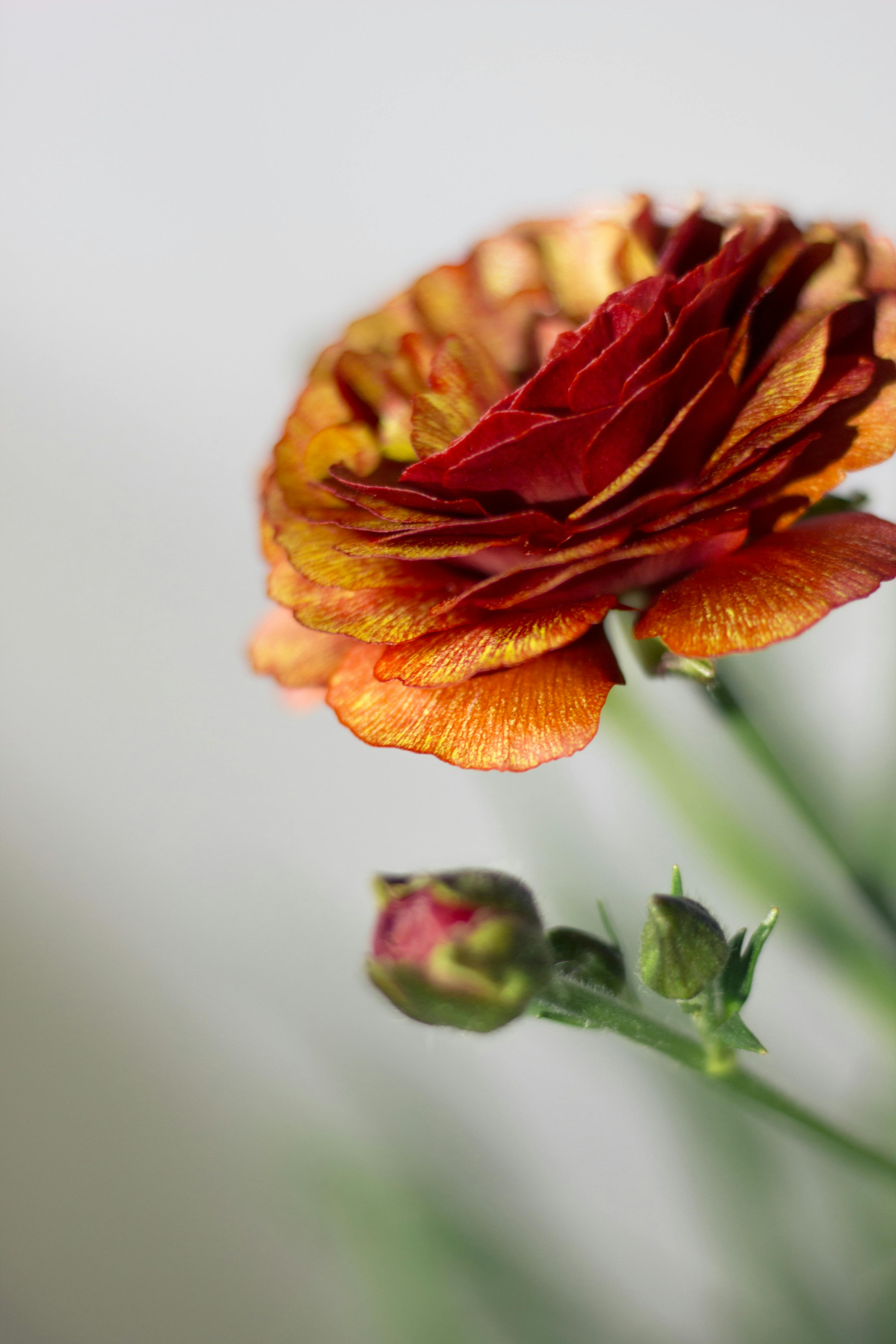 Close-up of a Vibrant Orange Ranunculus Flower · Free Stock Photo