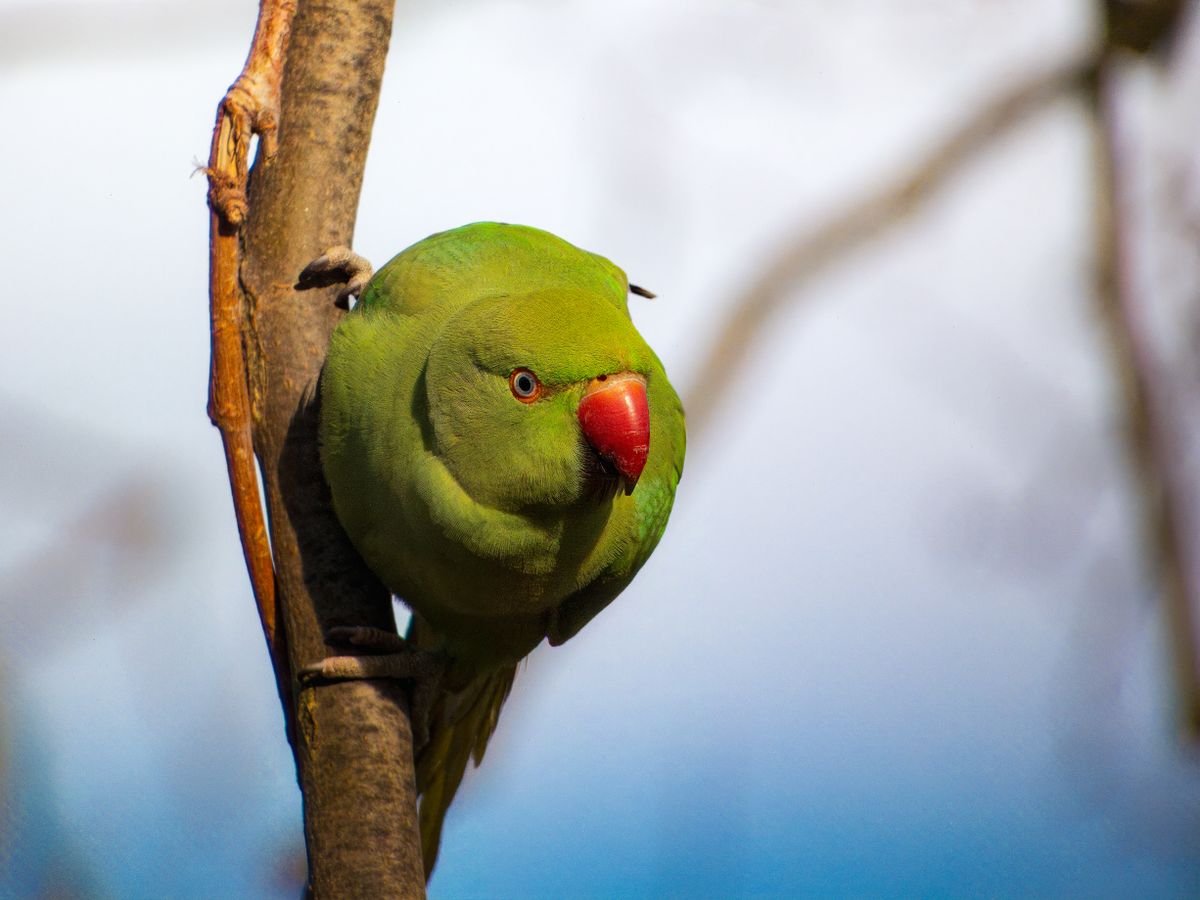 Parakeet Photos, Download The BEST Free Parakeet Stock Photos & HD Images