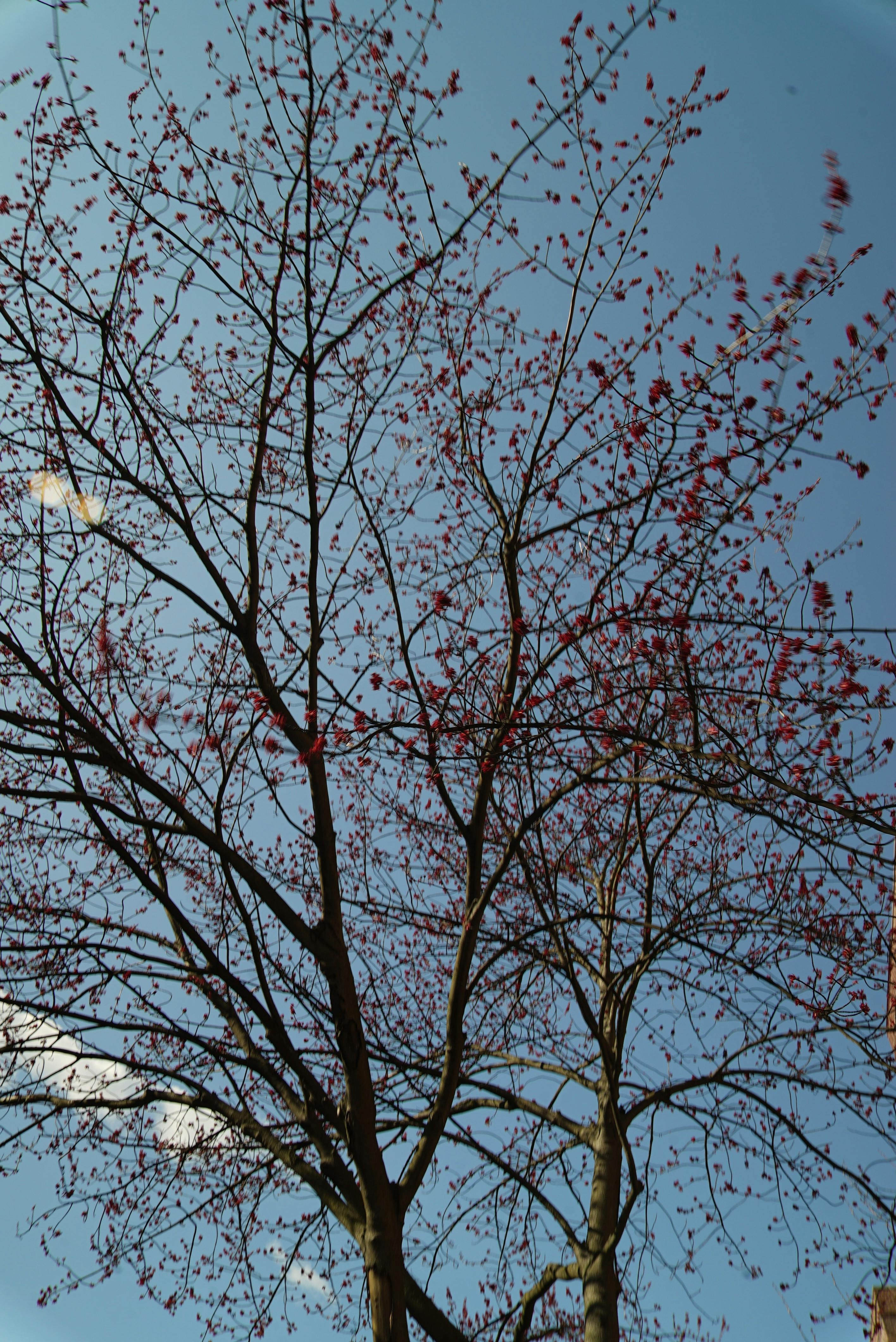 Bare Tree with Red Buds Against Blue Sky · Free Stock Photo