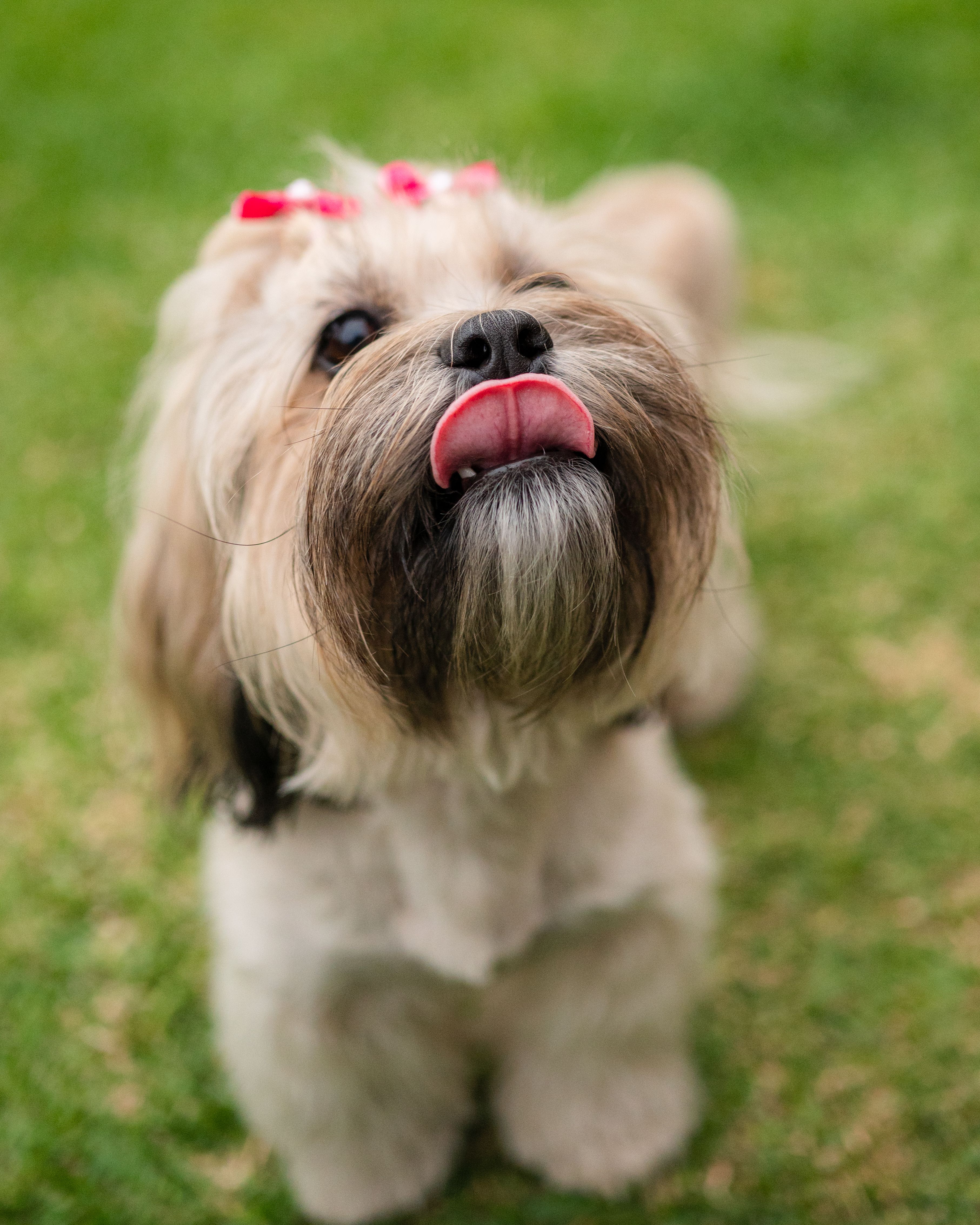 Tongue Thrust Photos Download The Best Free Tongue Thrust Stock Photos