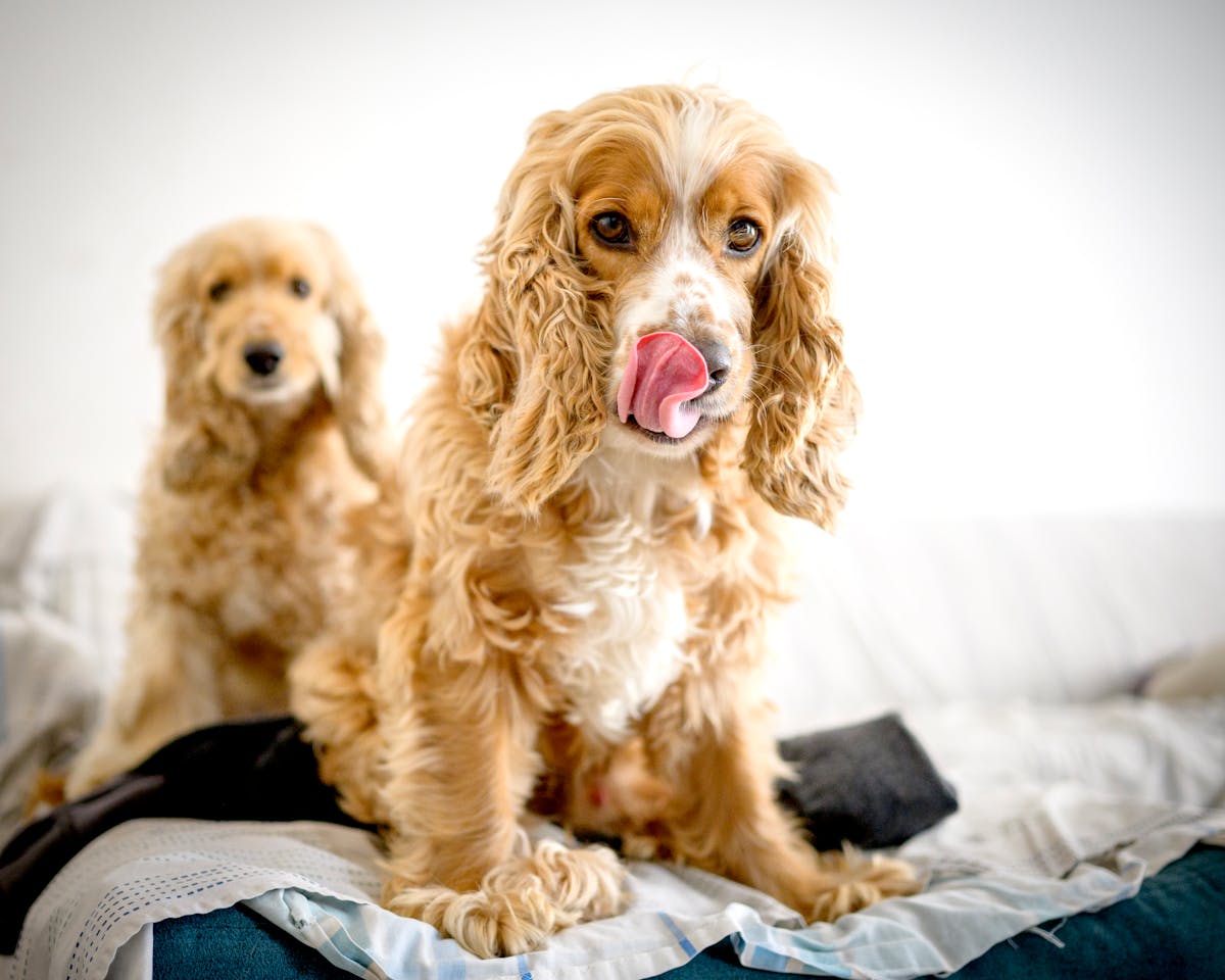 Dogs Cocker Spaniel Ginger Photos, Download The BEST Free Dogs Cocker ...