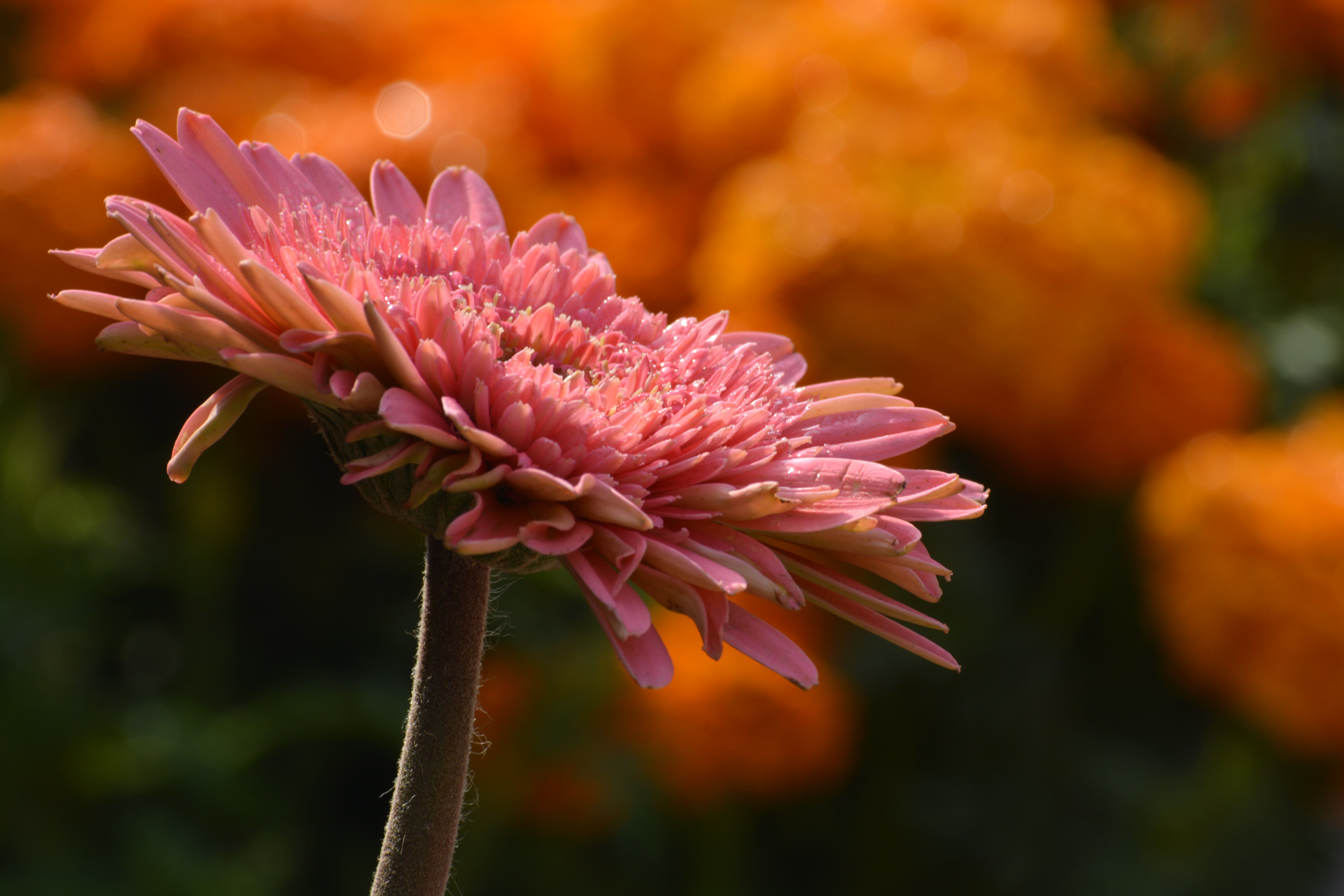Close-up of Pink Gerbera in Bloom with Orange Background · Free Stock Photo