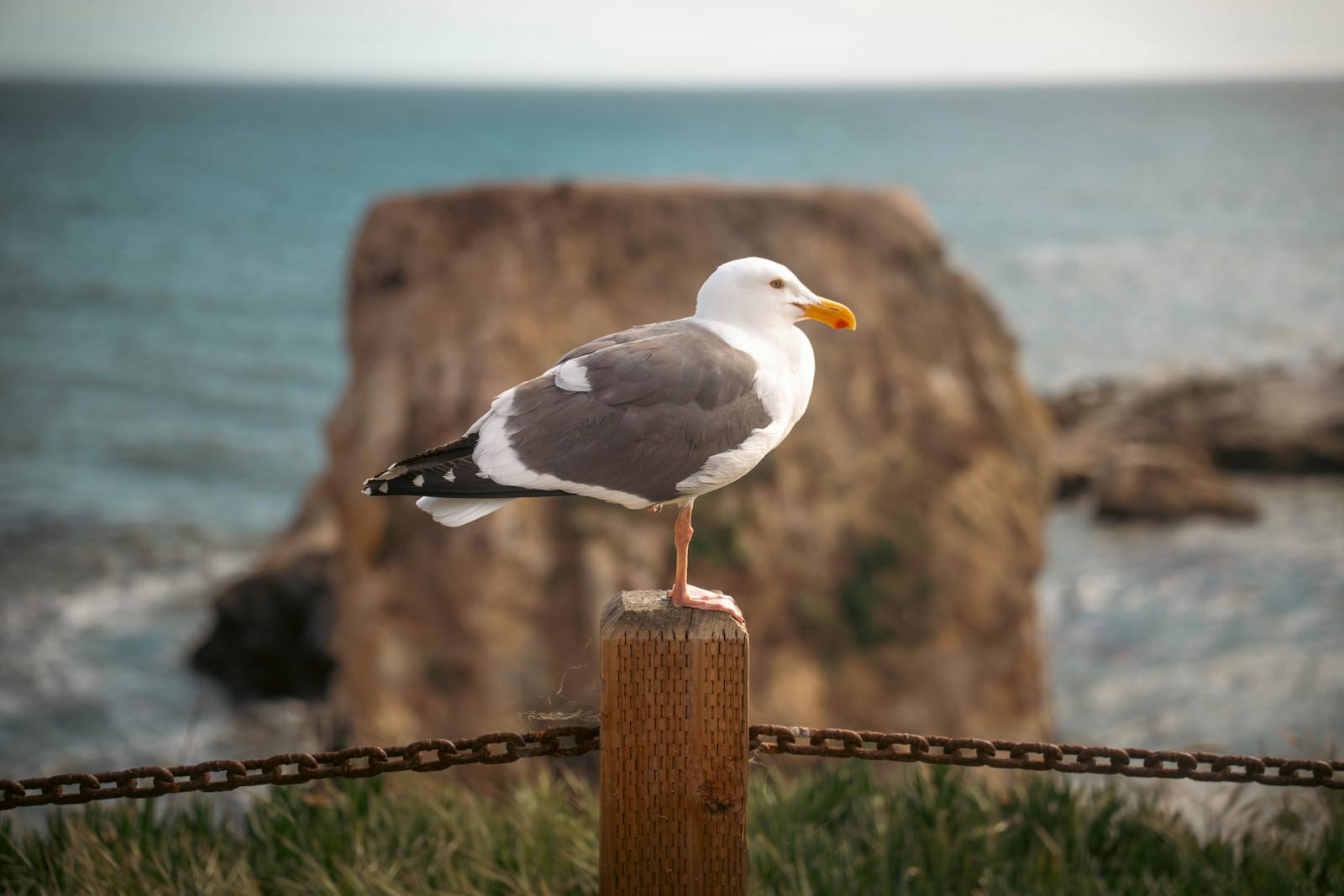 Sea Bird Photos, Download The BEST Free Sea Bird Stock Photos & HD Images