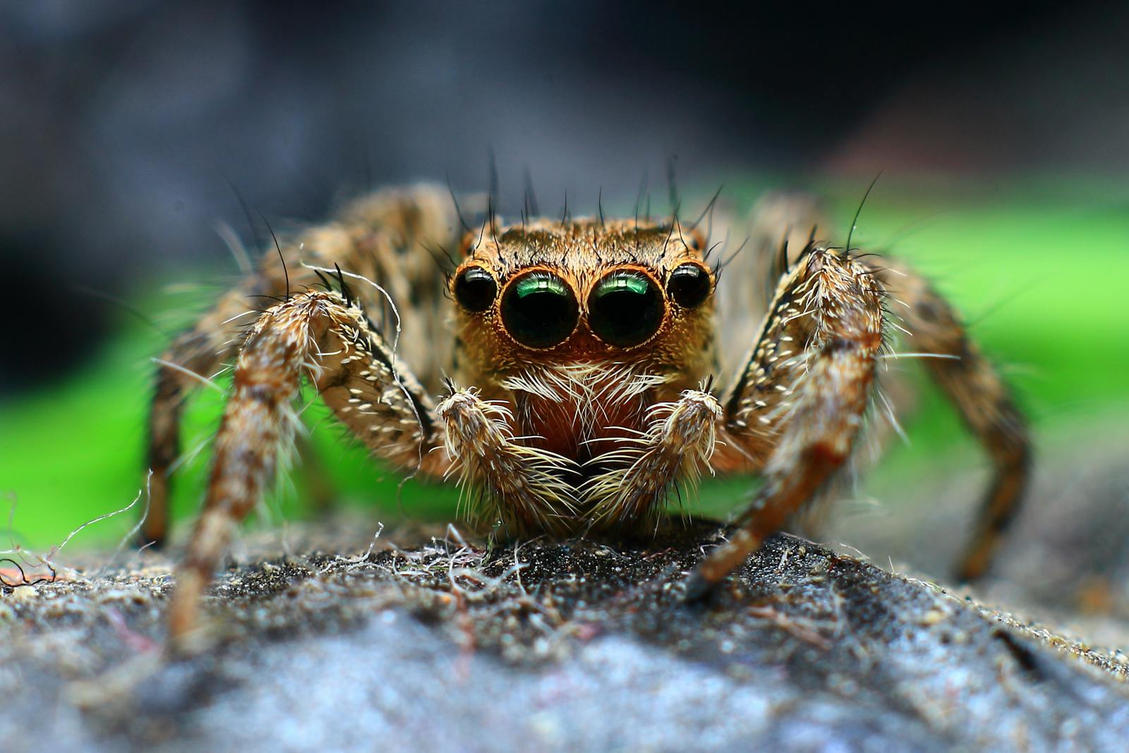 Cute Jumping Spiders Photos, Download The BEST Free Cute Jumping ...