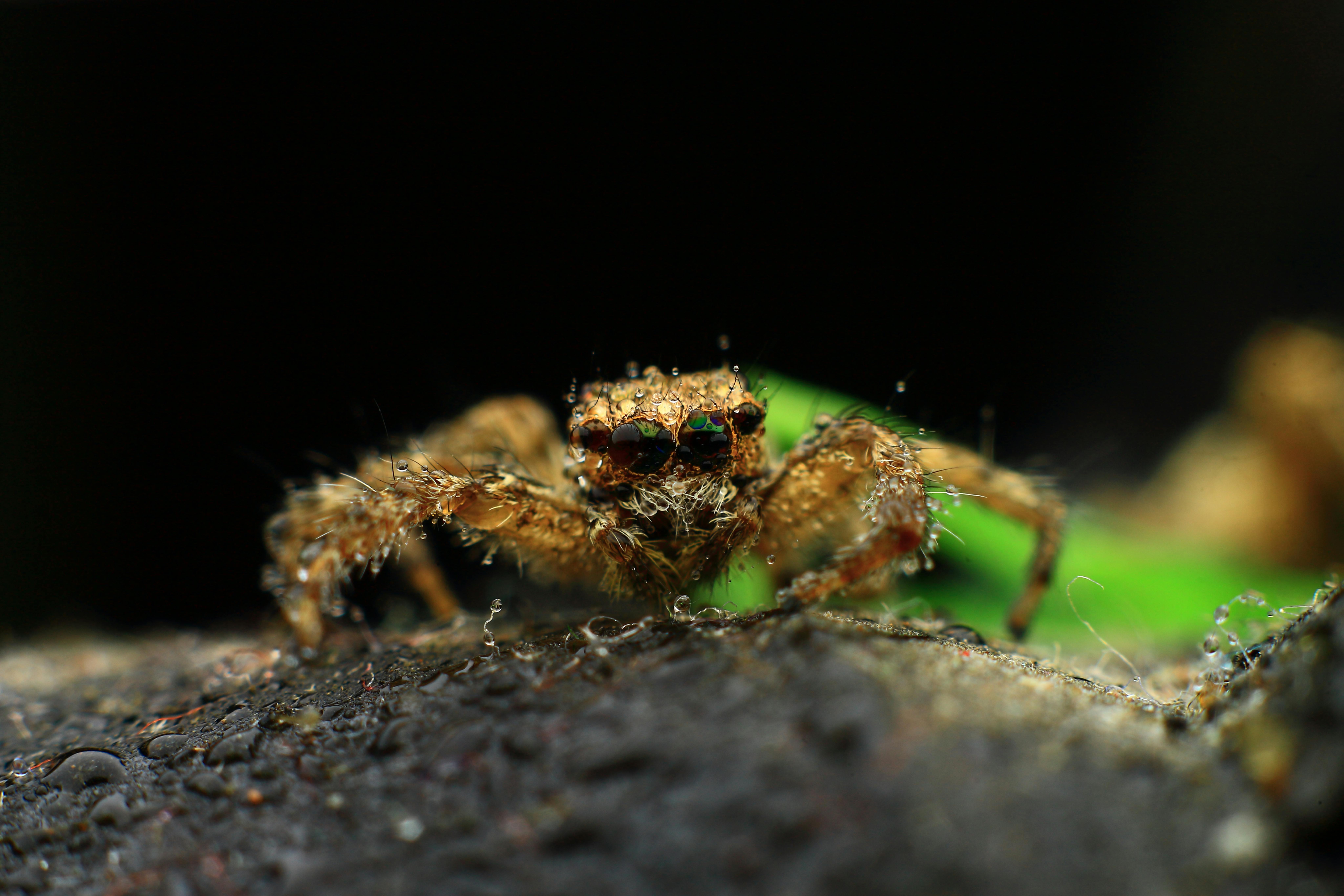 Close-up of a Jumping Spider on a Log · Free Stock Photo