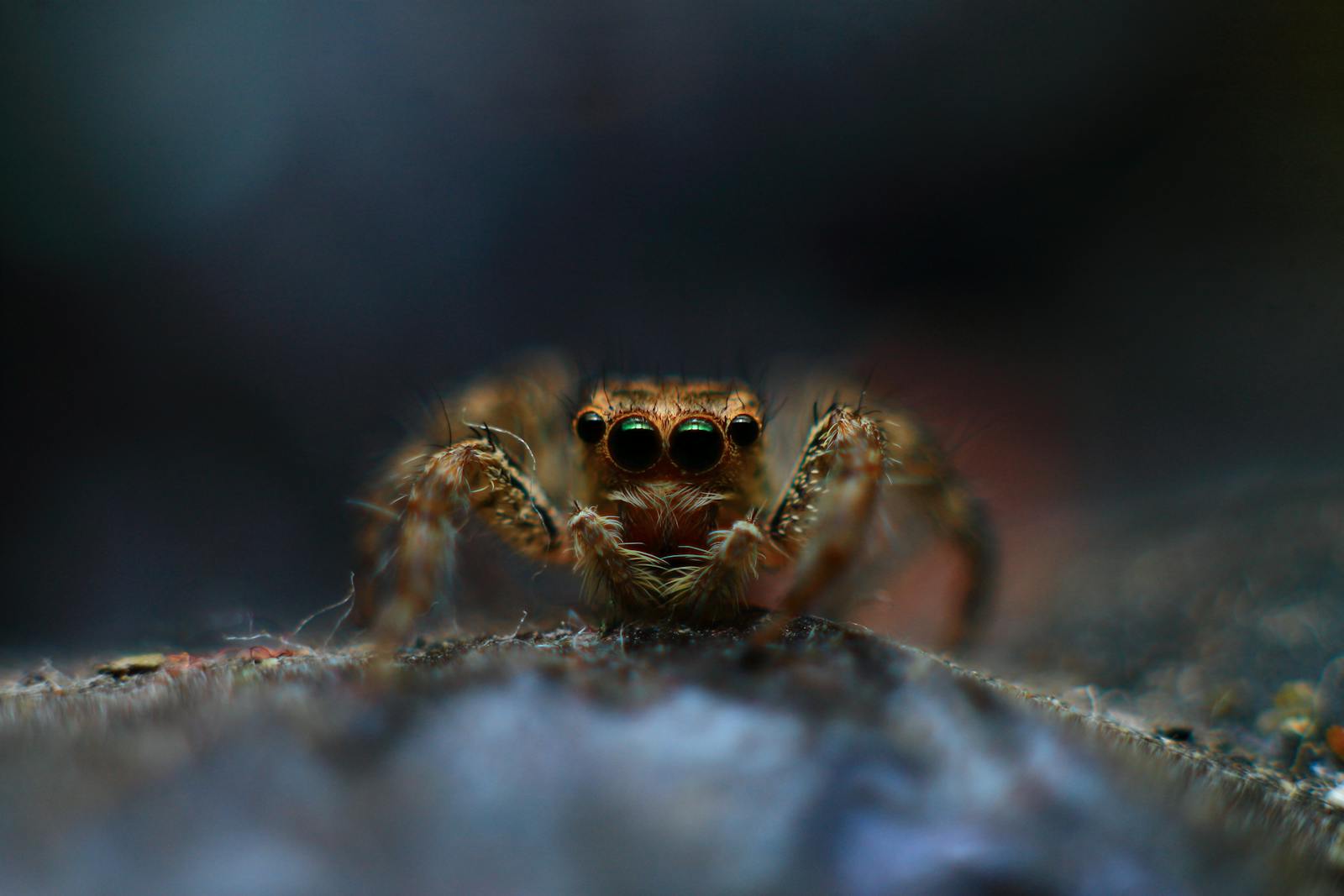 Cute Jumping Spiders Photos, Download The BEST Free Cute Jumping ...