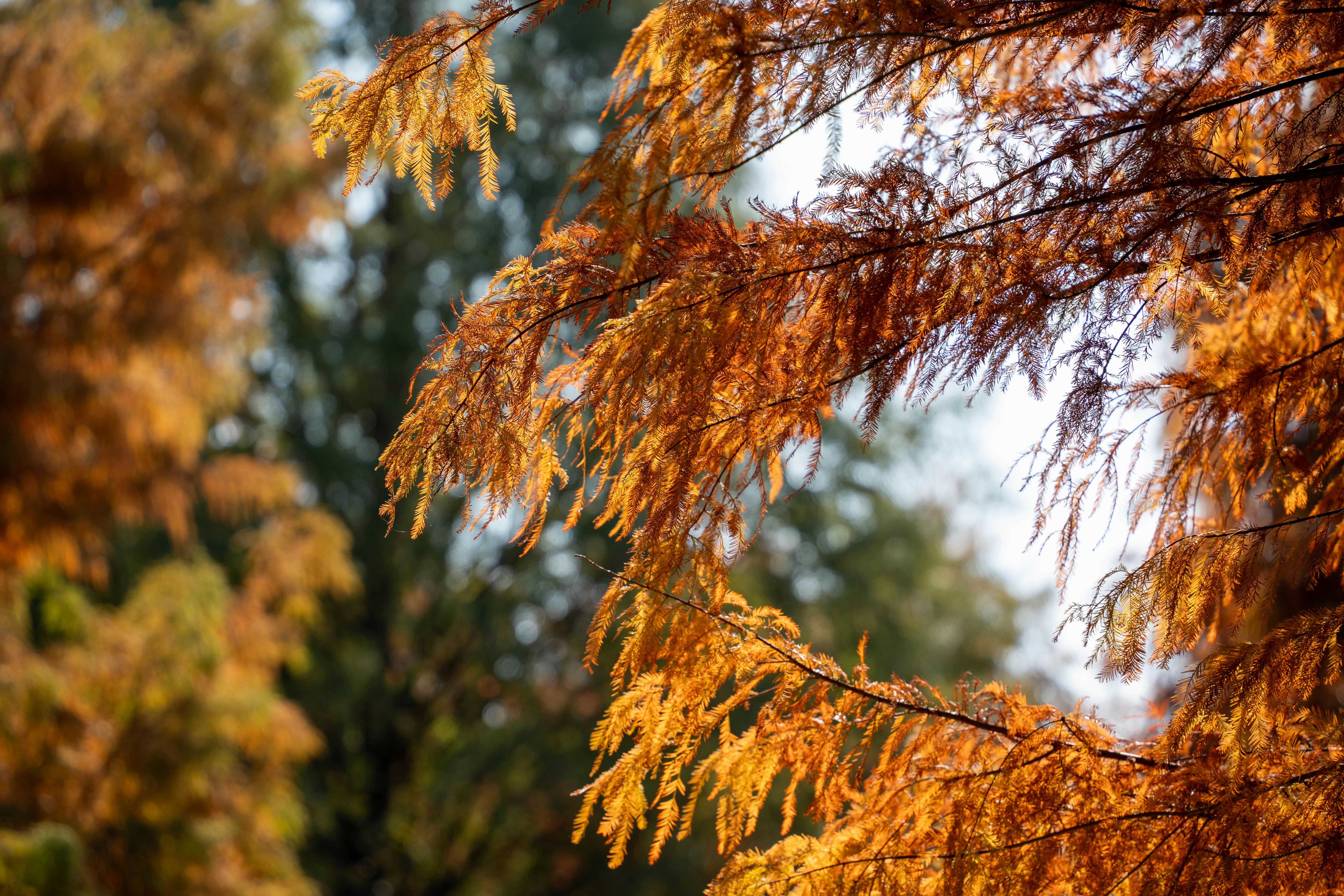 Golden Autumn Foliage in Changzhou, China · Free Stock Photo