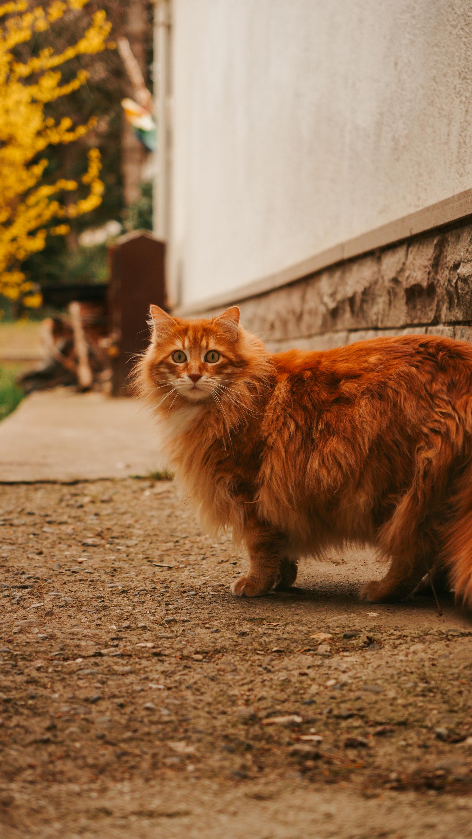 Orange Cat Photos, Download The BEST Free Orange Cat Stock Photos & HD ...