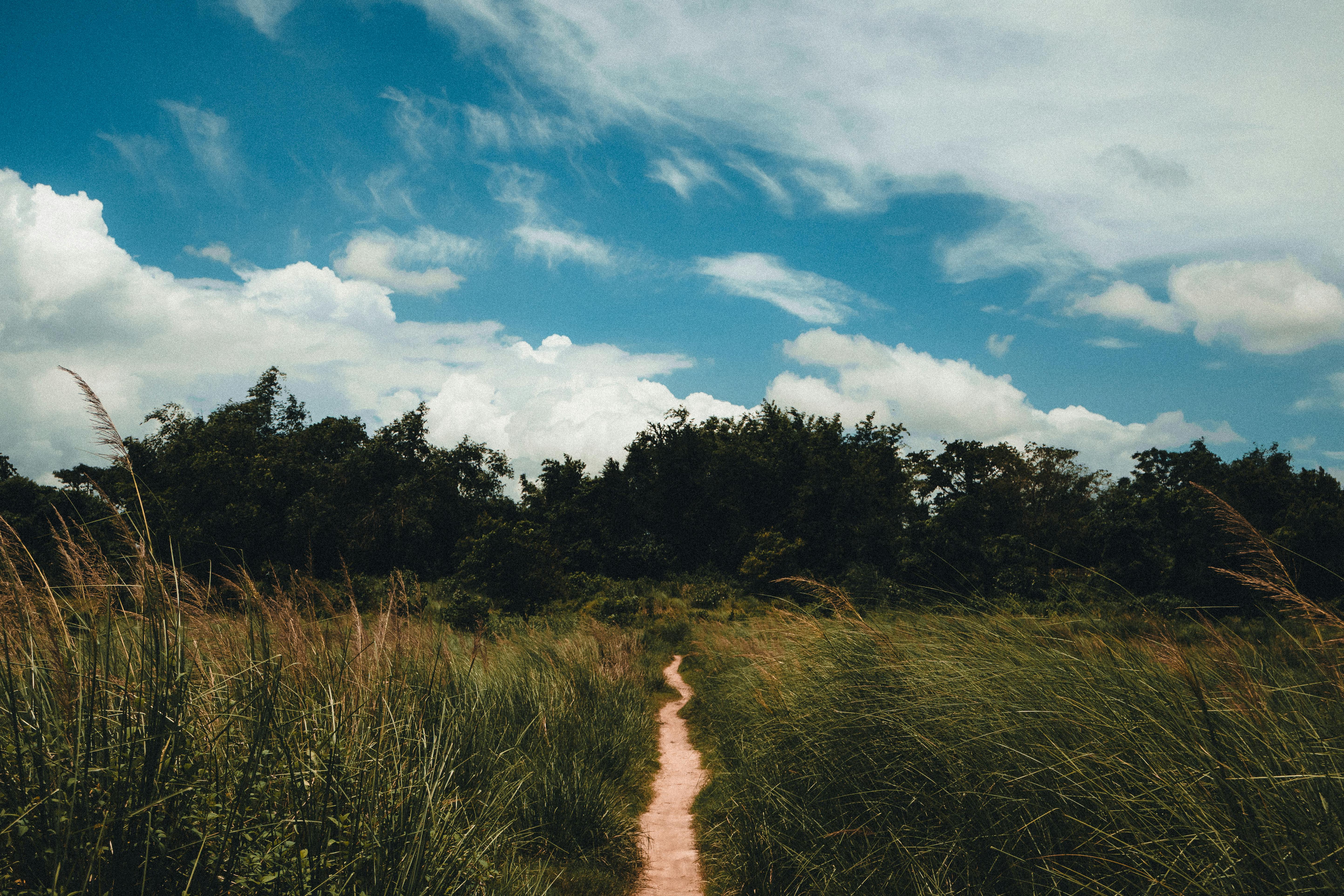 Scenic Nature Trail through Lush Meadow and Forest · Free Stock Photo
