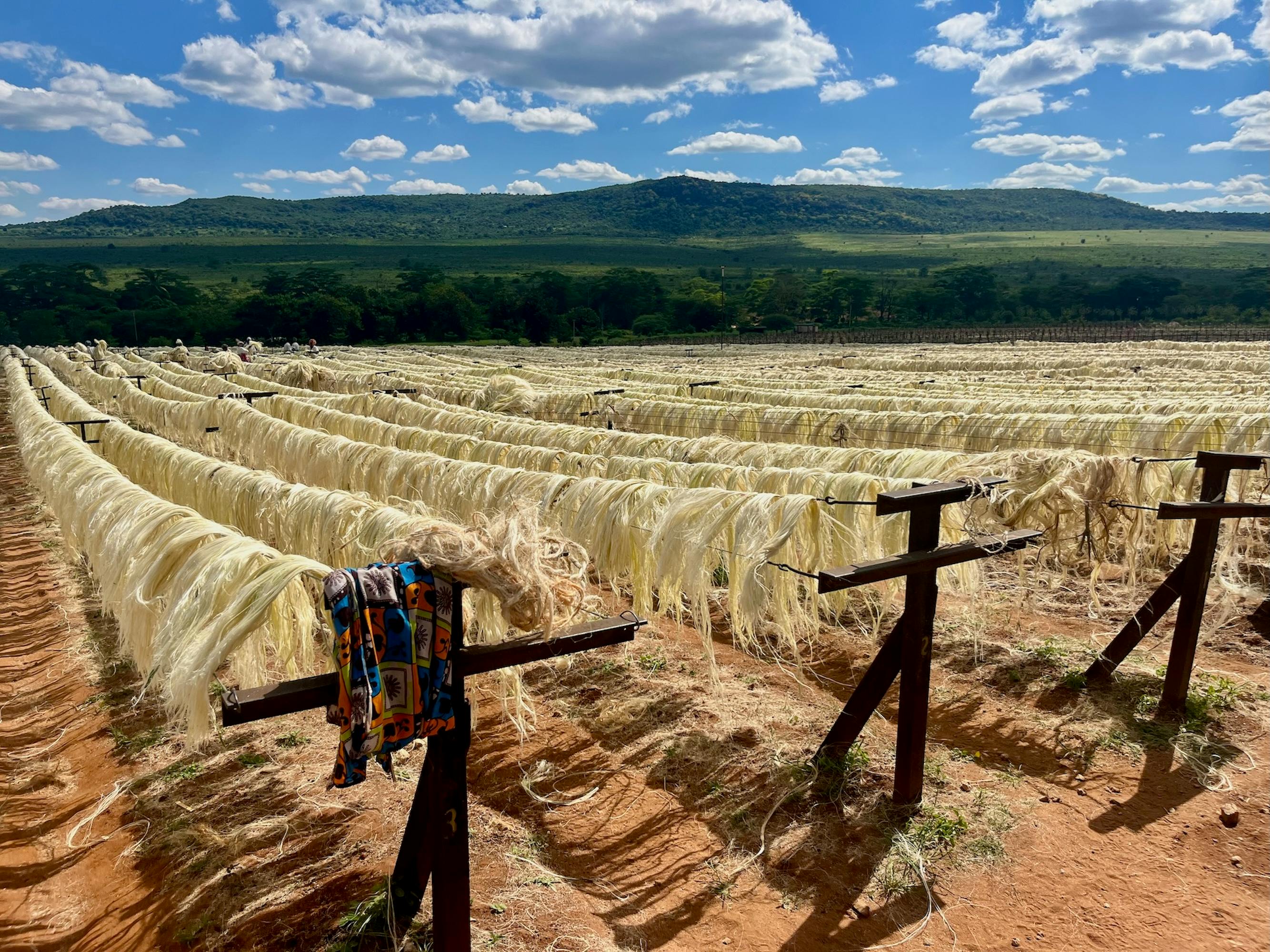 Sisal Fiber Drying in Taita-Taveta, Kenya · Free Stock Photo