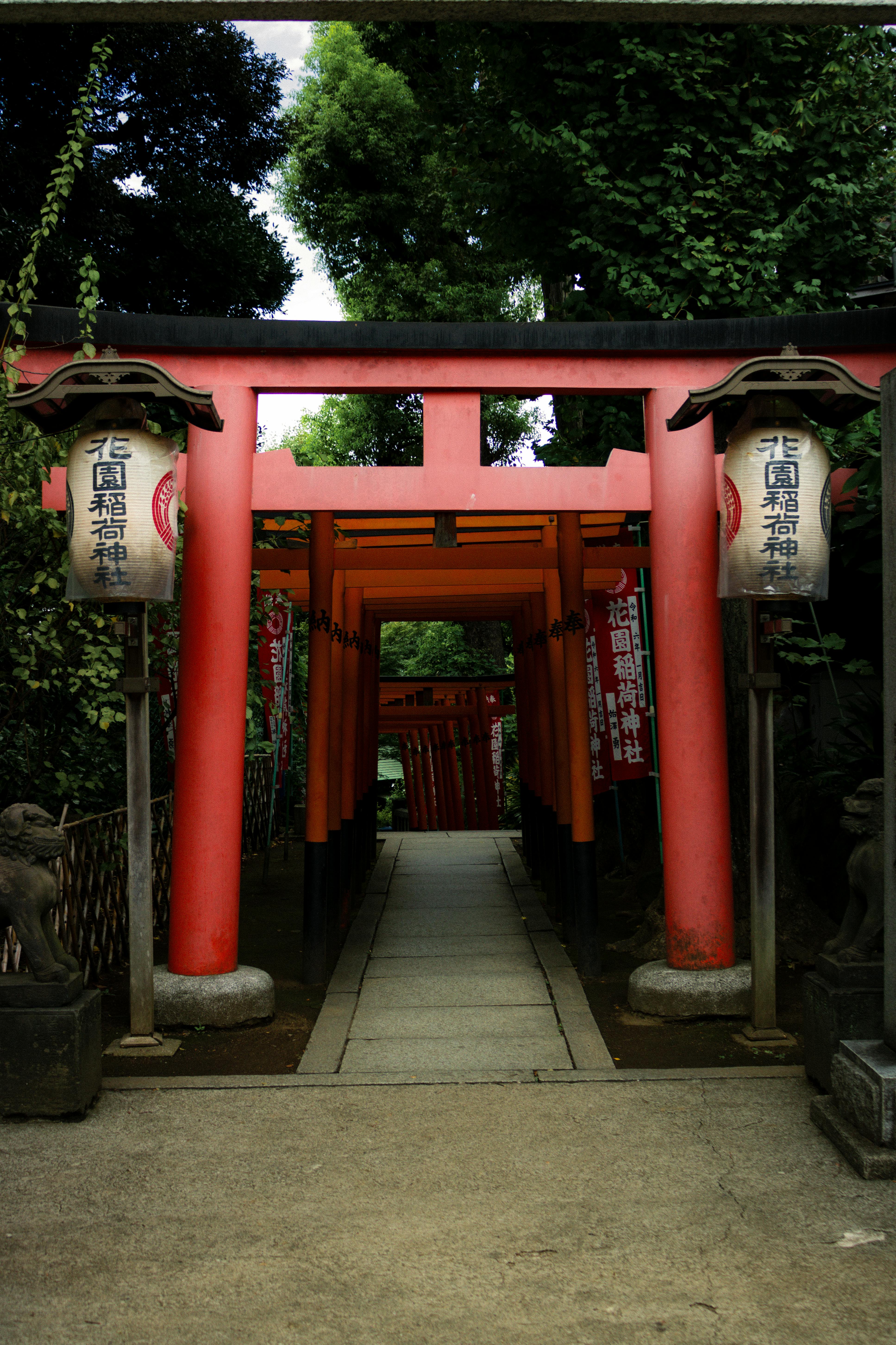 Serene Torii Gate Path in Tokyo, Japan · Free Stock Photo