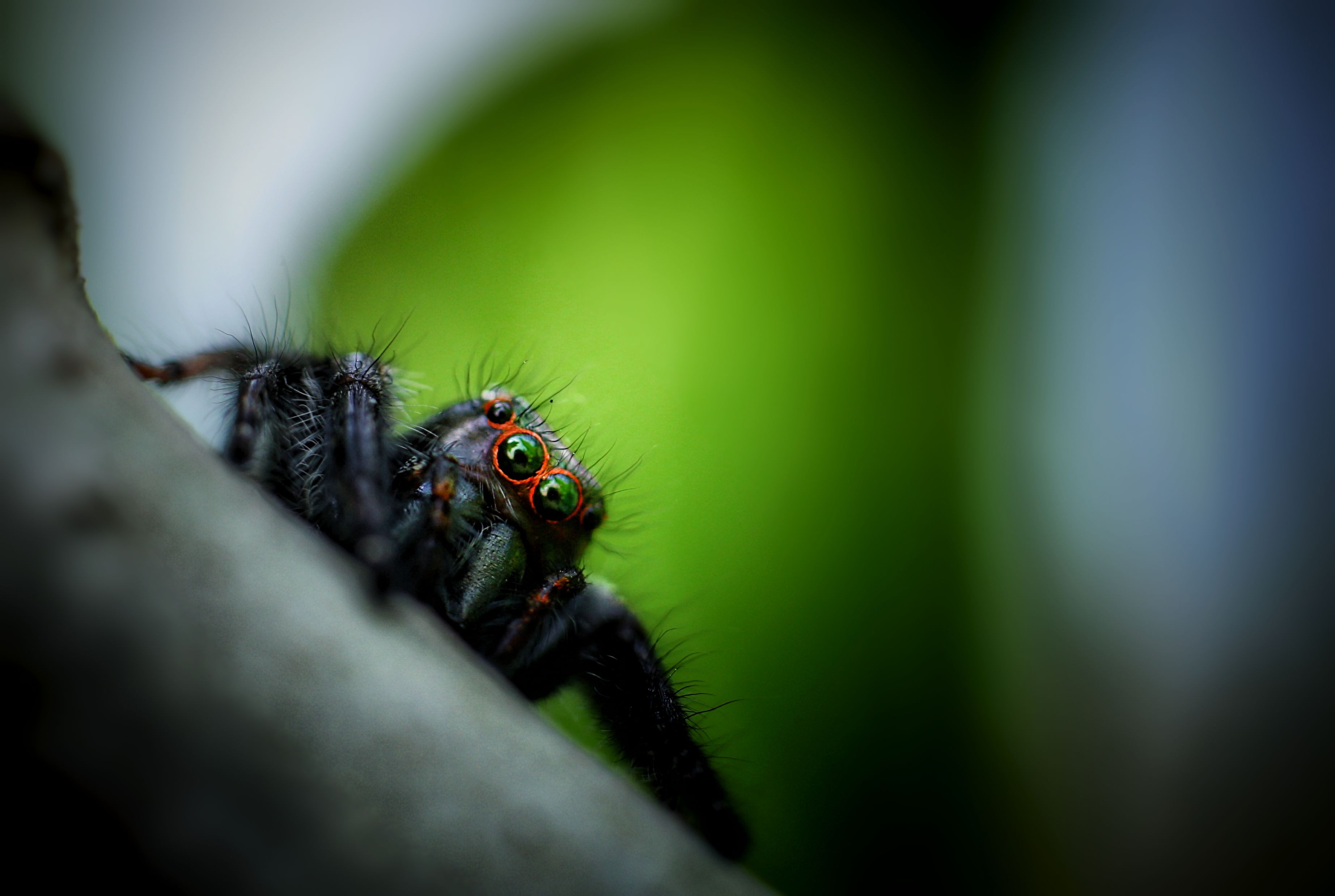 Stunning Macro of a Colorful Jumping Spider · Free Stock Photo
