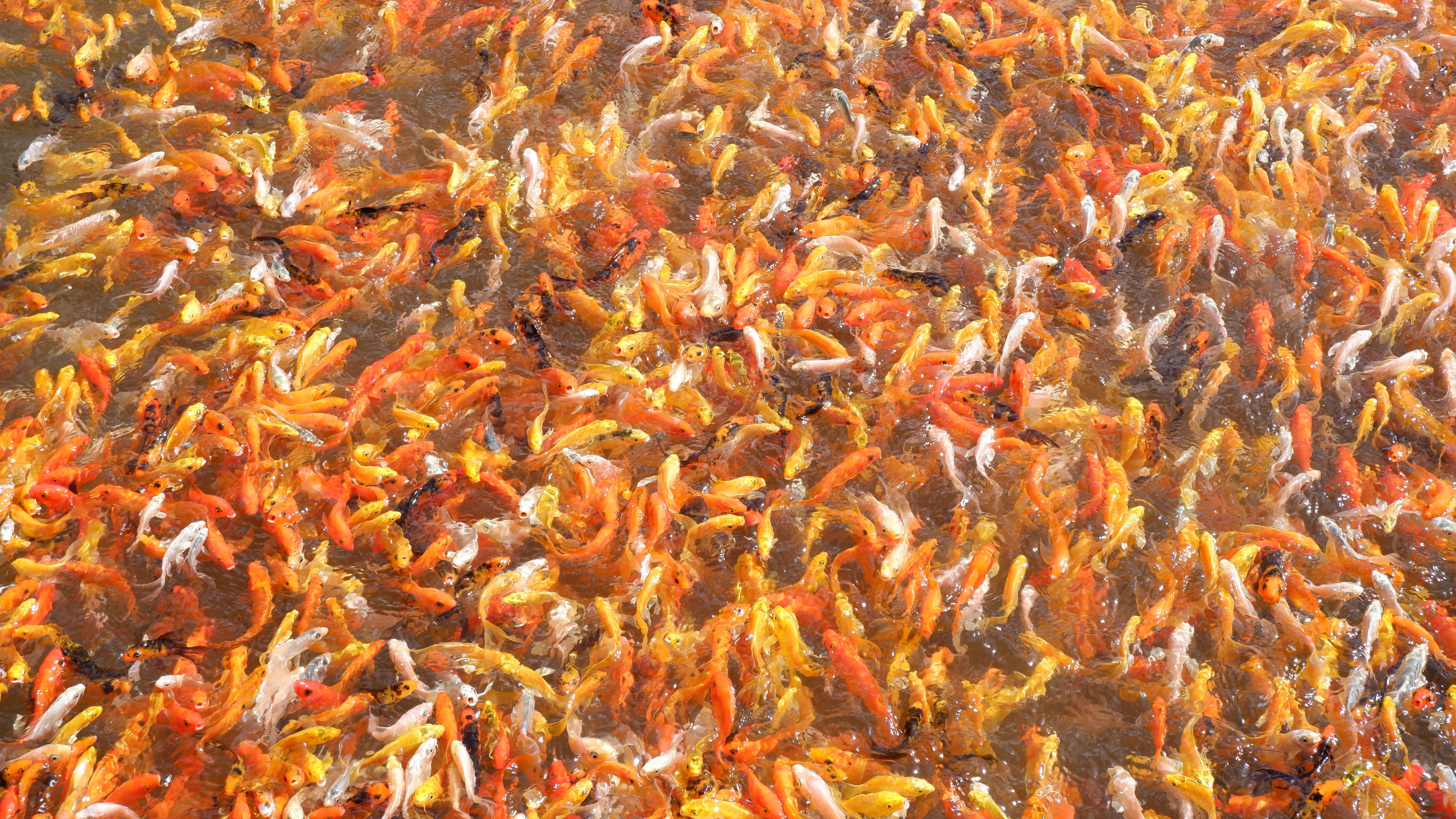 Overcrowded Fishing Pond Photos, Download The BEST Free Overcrowded ...