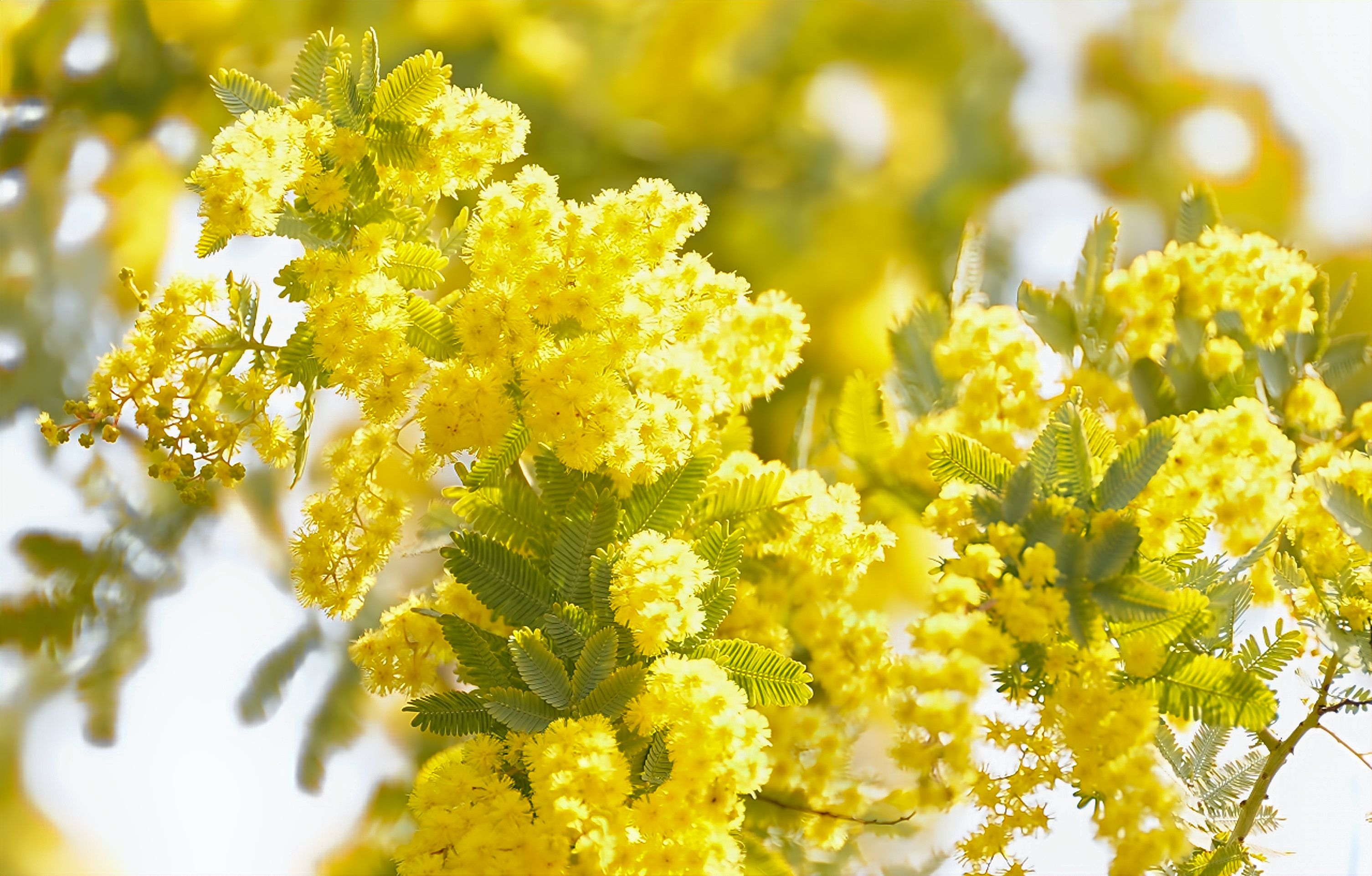 Bright Yellow Acacia Flowers in Bloom · Free Stock Photo