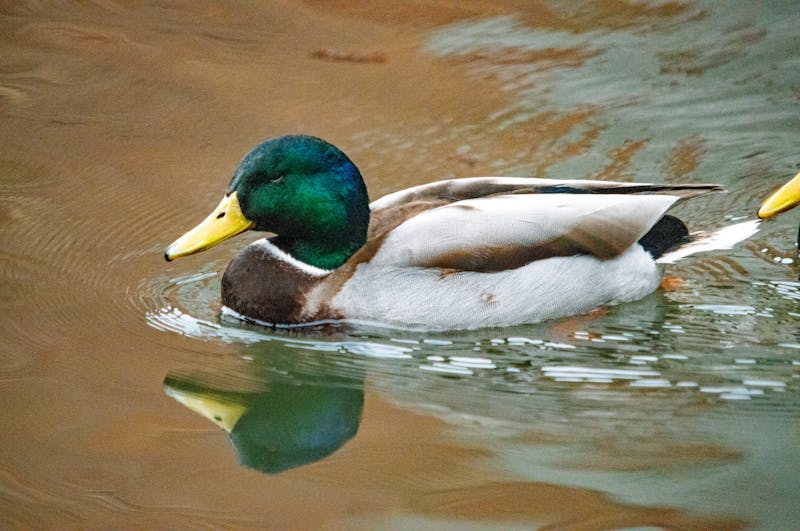 Water Animals Photos, Download The BEST Free Water Animals Stock Photos ...