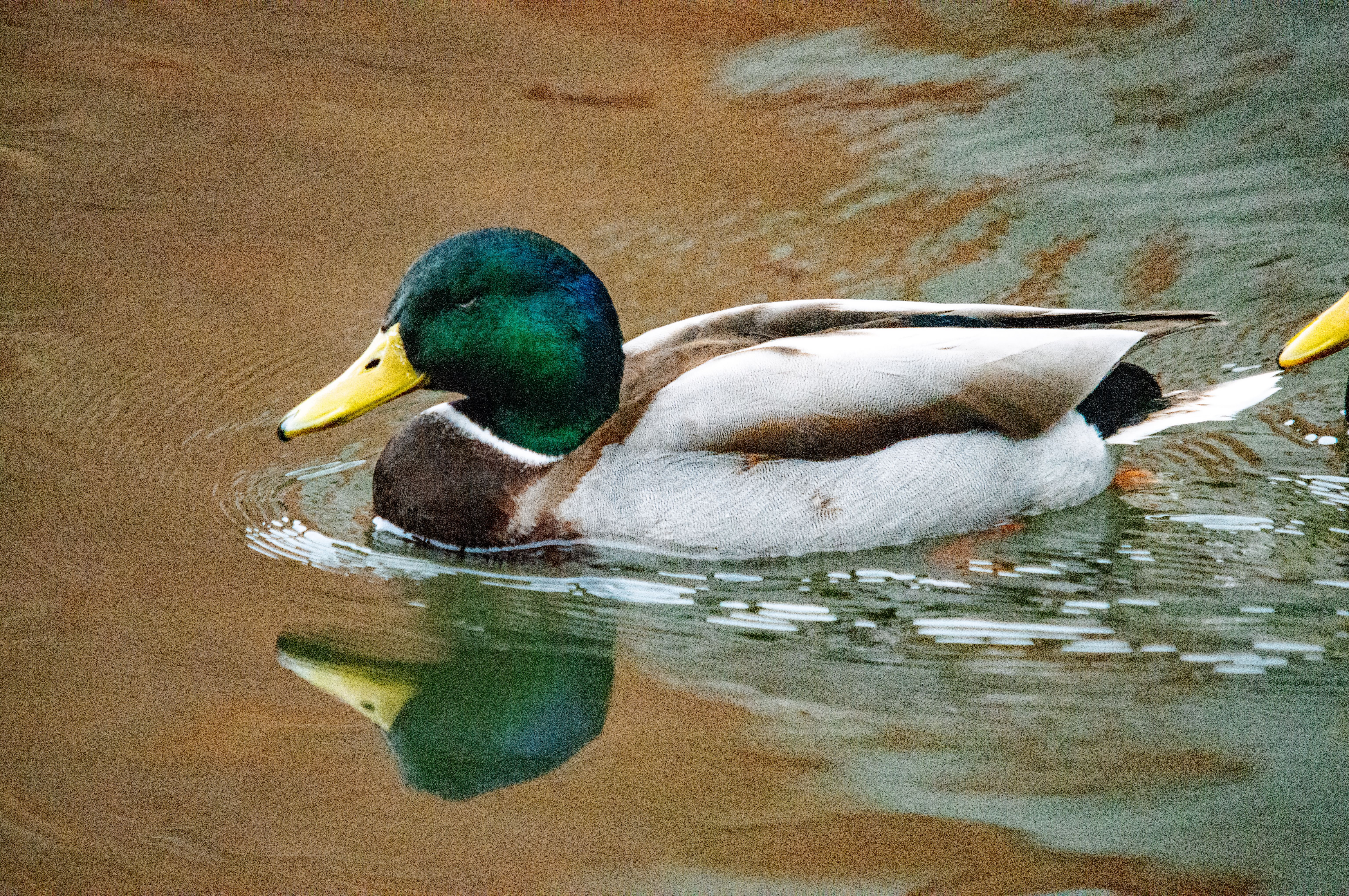 Pato Real Colorido Nadando En Aguas Tranquilas · Foto de stock gratuita