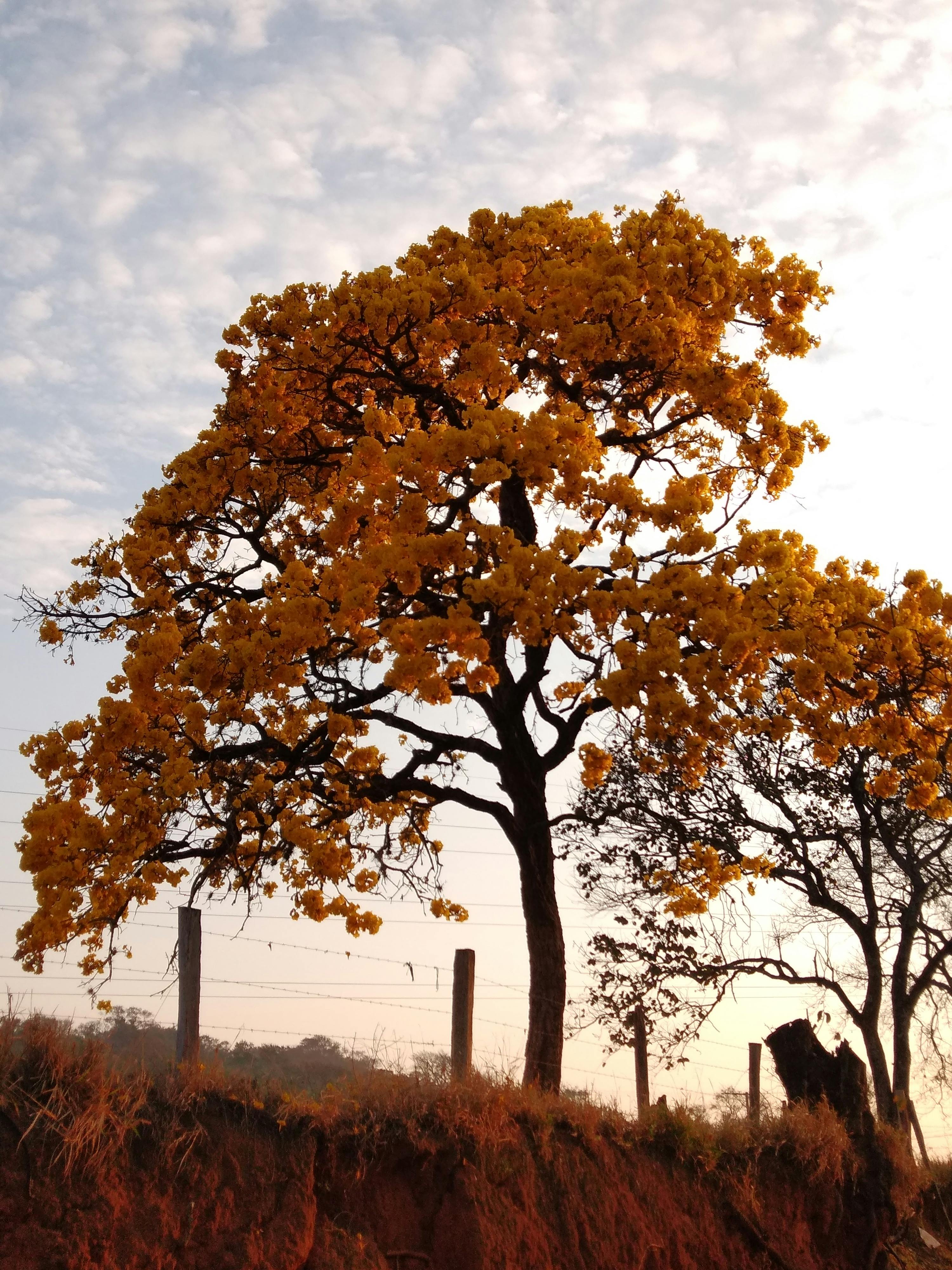 Golden Tabebuia Tree Luminosity at Sunset · Free Stock Photo