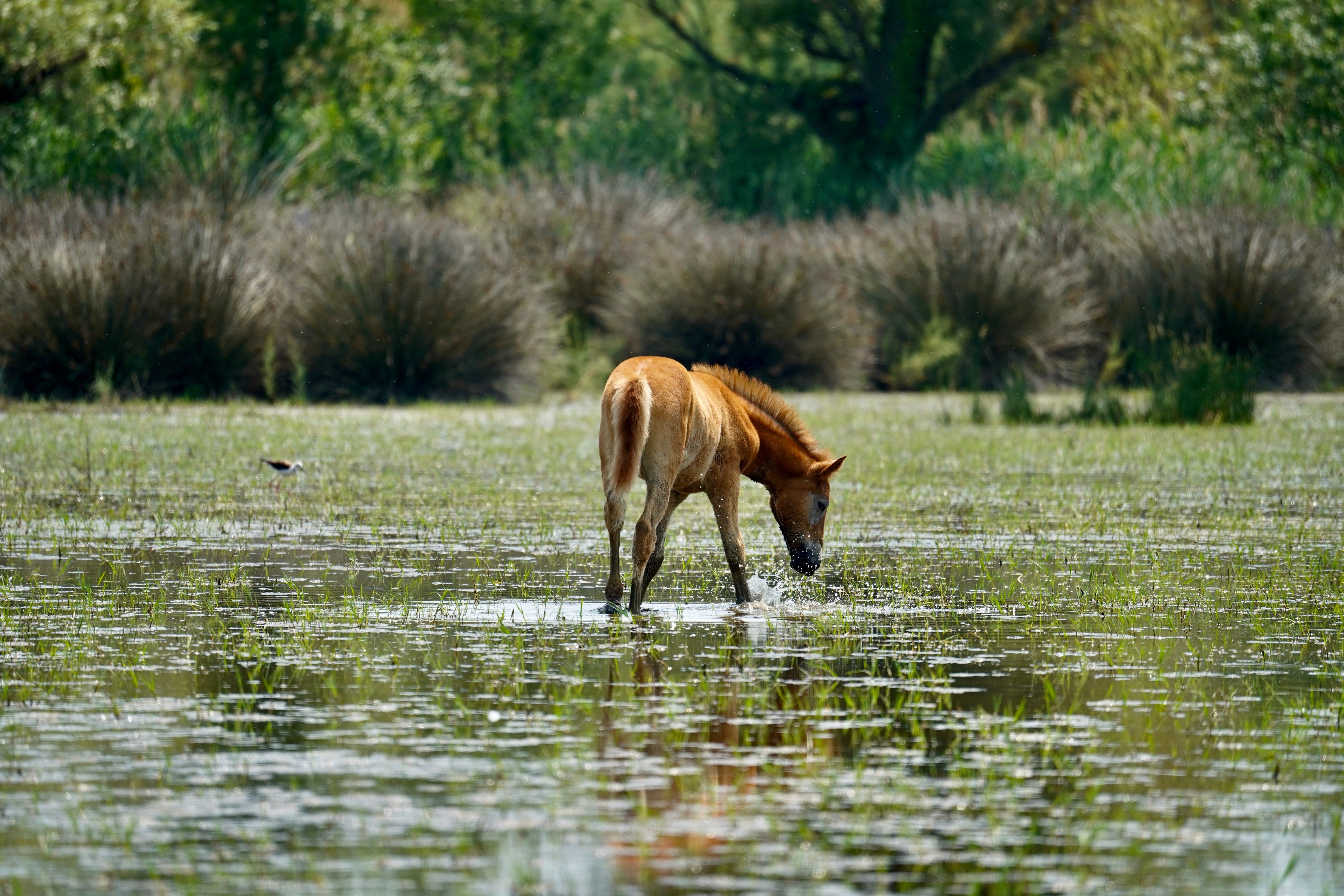 Wild Horse Grazing in Serene Wetland Habitat · Free Stock Photo