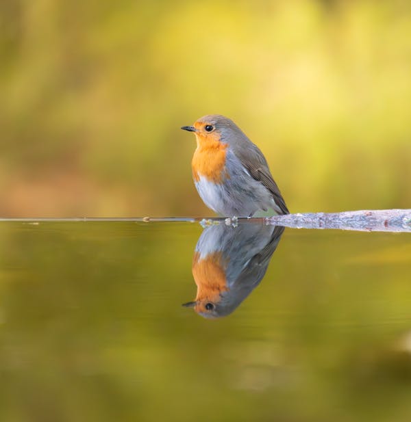 Robin Photos, Download The BEST Free Robin Stock Photos & HD Images