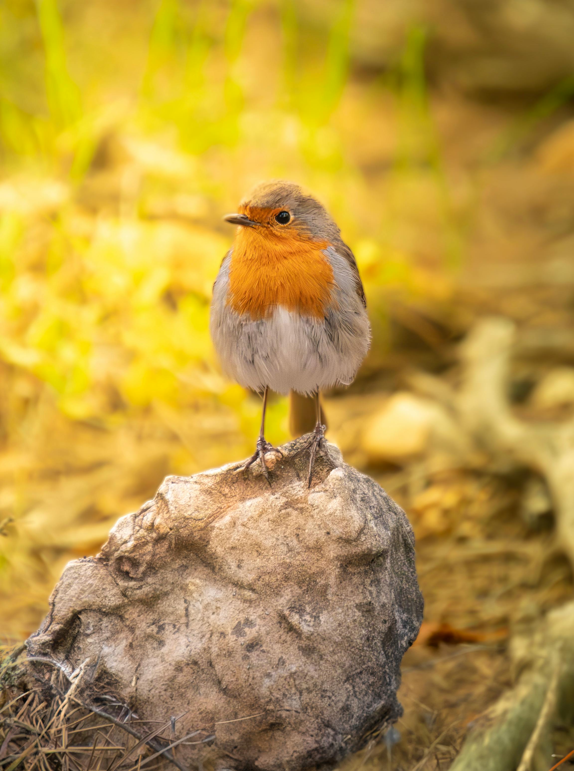 Charming European Robin on a Rock in Golden Sunlight · Free Stock Photo