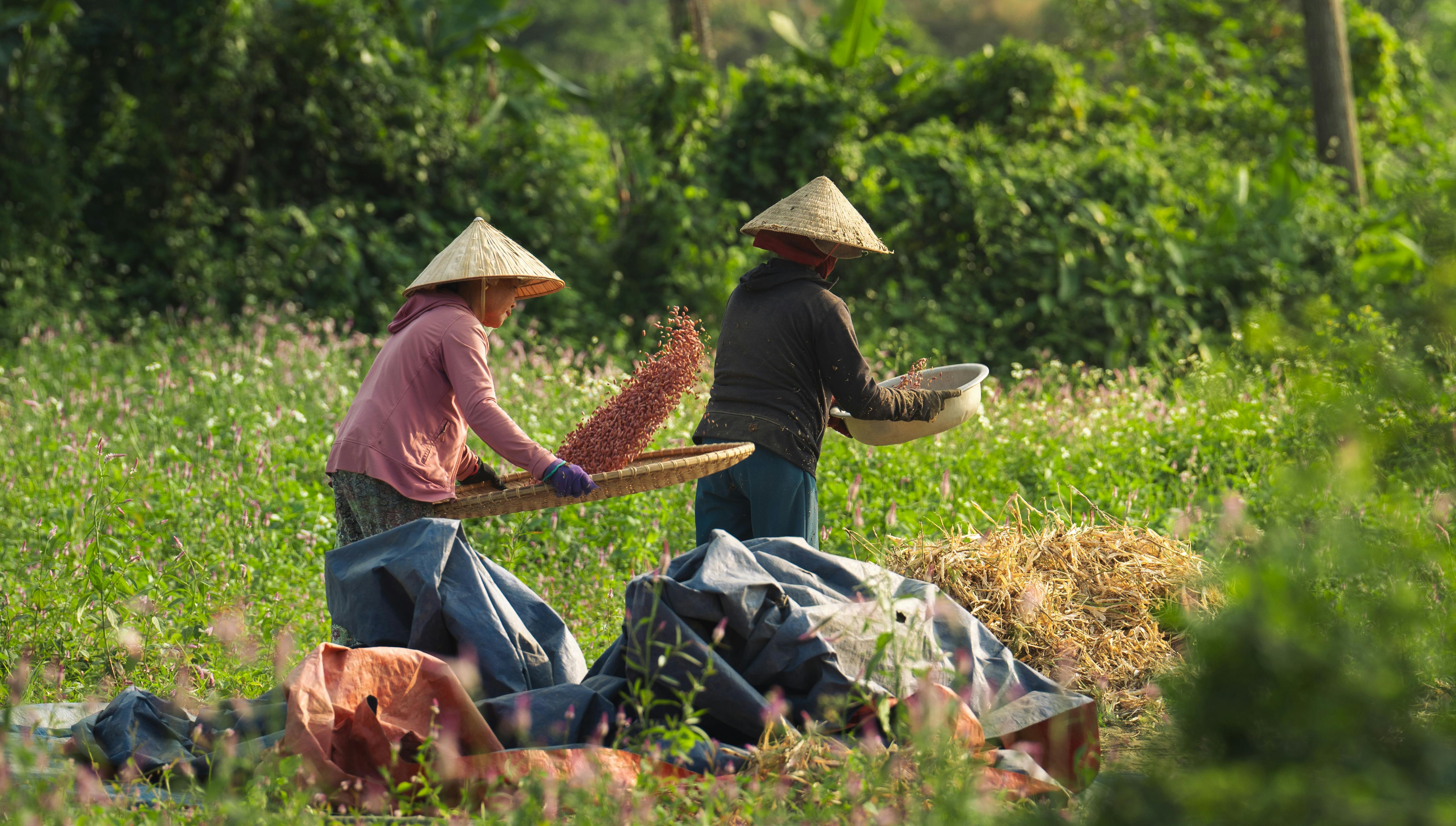 Traditional Asian Farmers Harvesting Crops Outdoors · Free Stock Photo