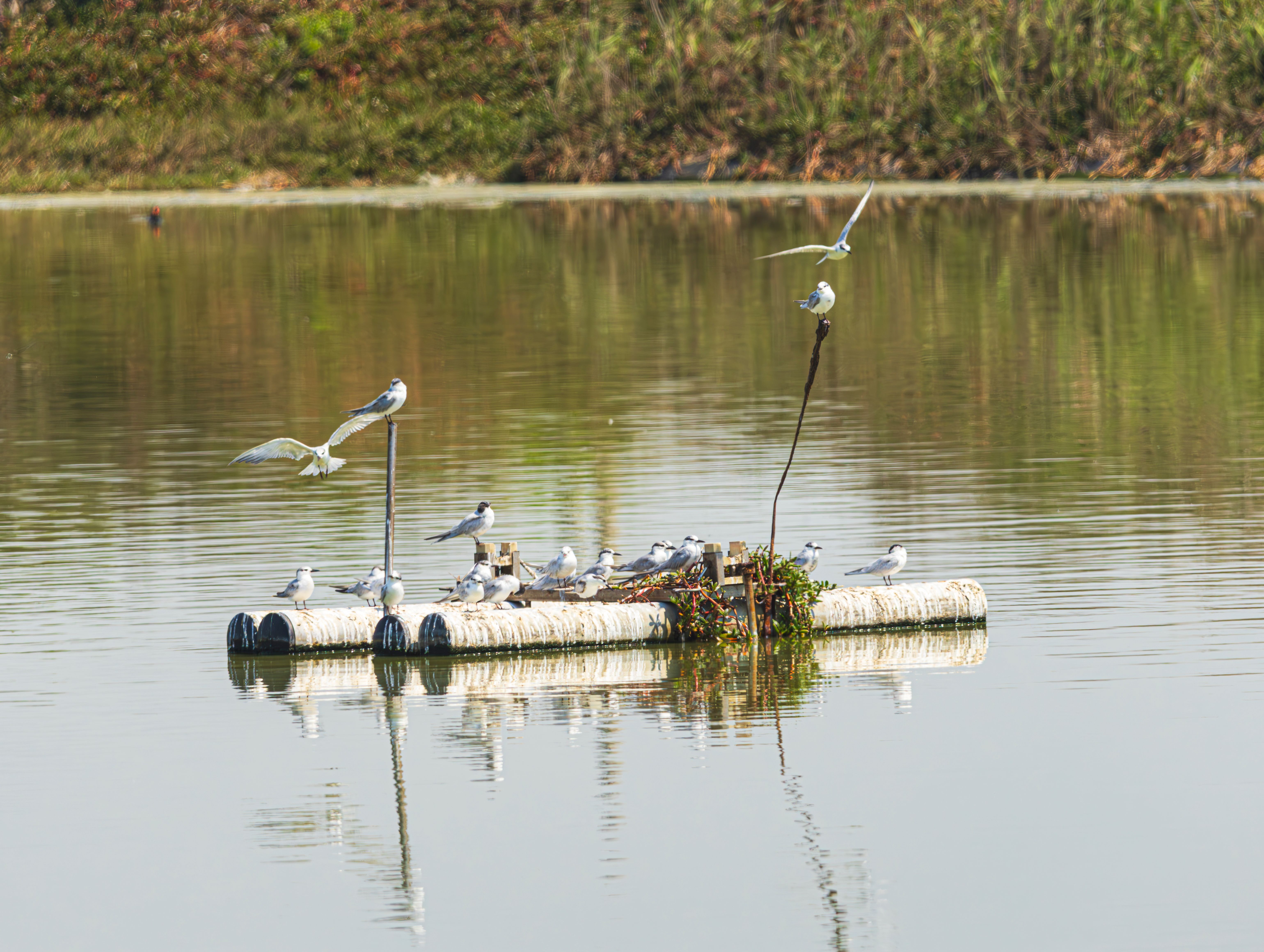Flock of Terns Resting on Floating Platform in Lake · Free Stock Photo