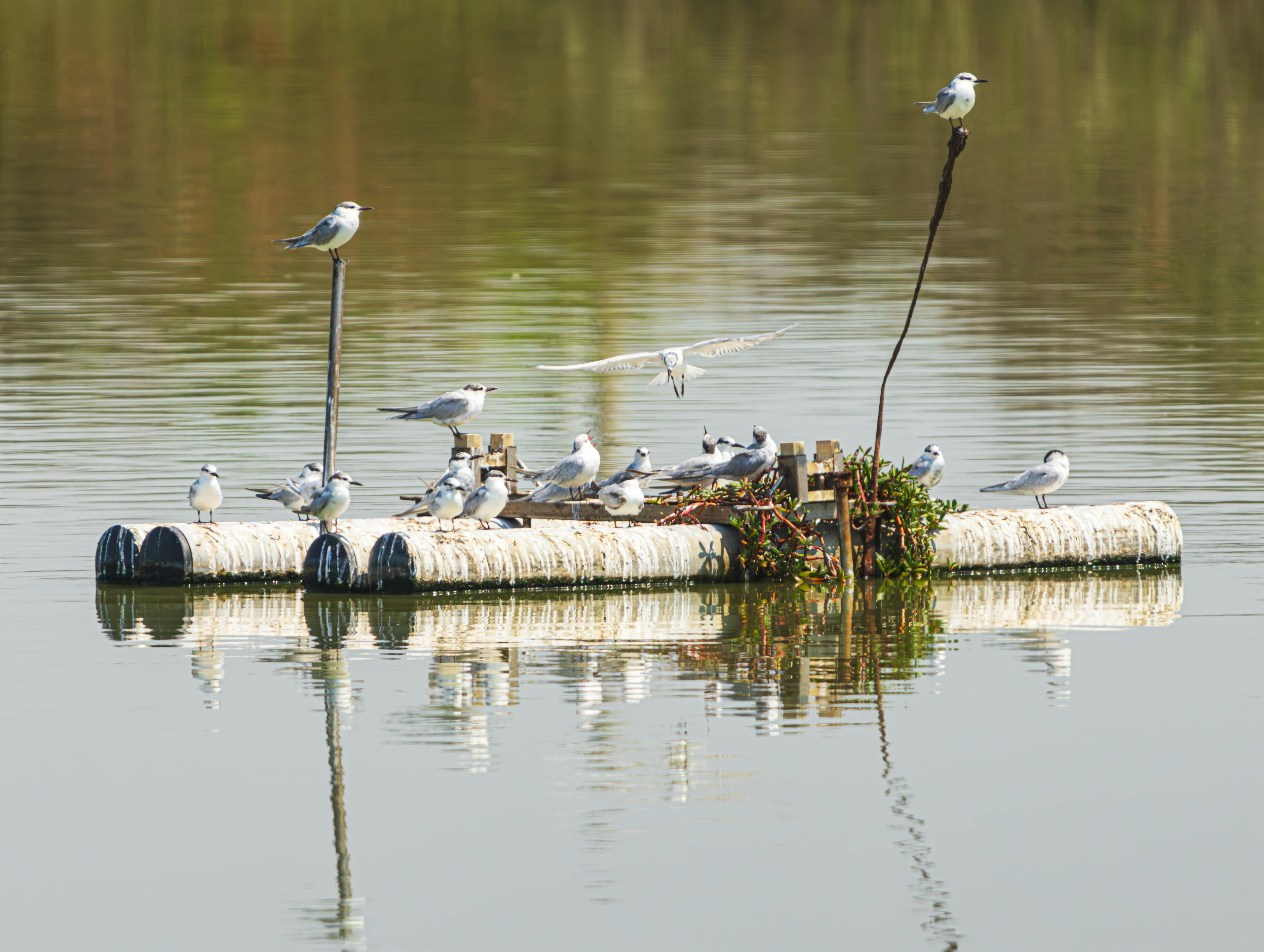 Flock of Terns Resting on Floating Raft · Free Stock Photo