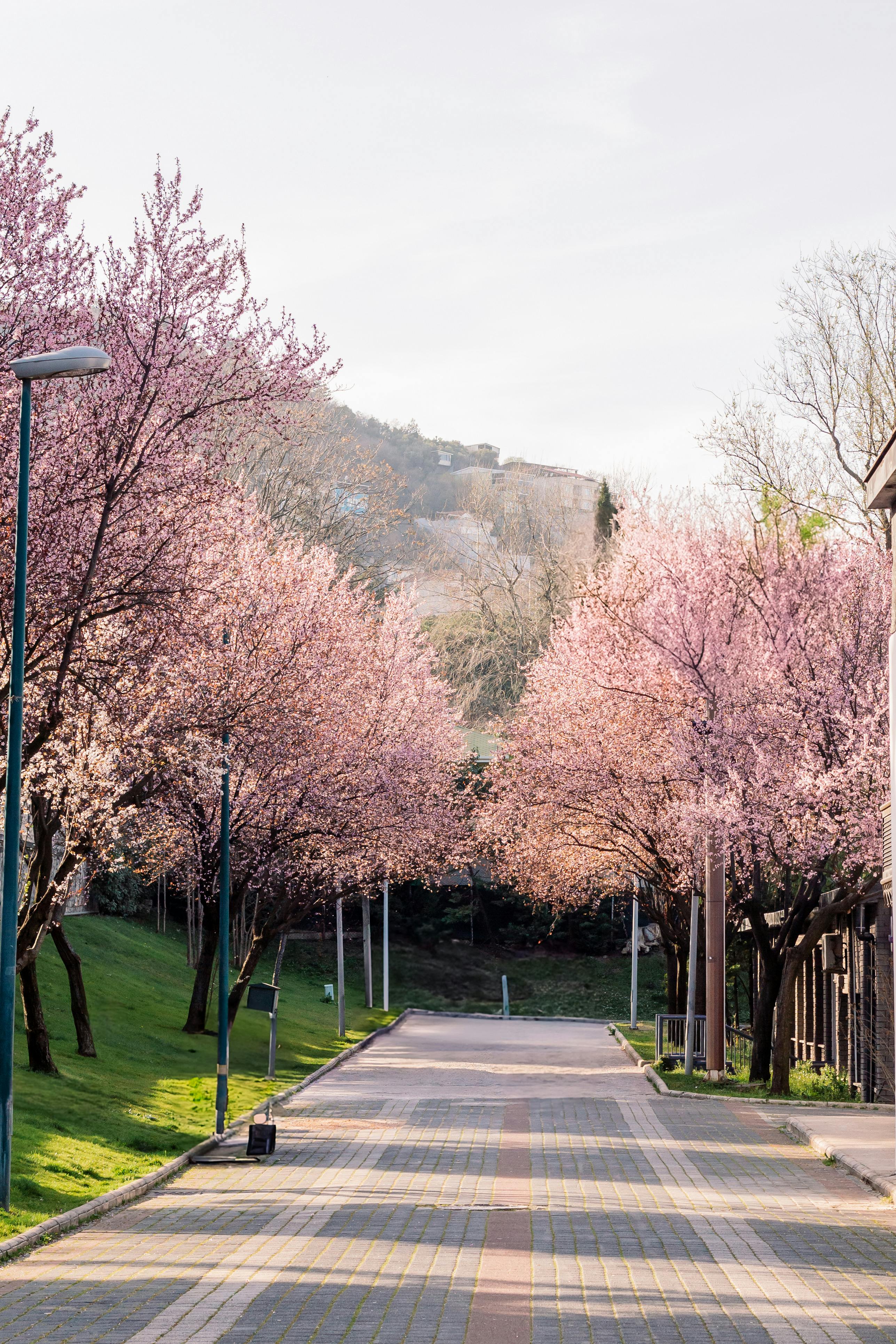 Beautiful Spring Pathway with Cherry Blossoms · Free Stock Photo