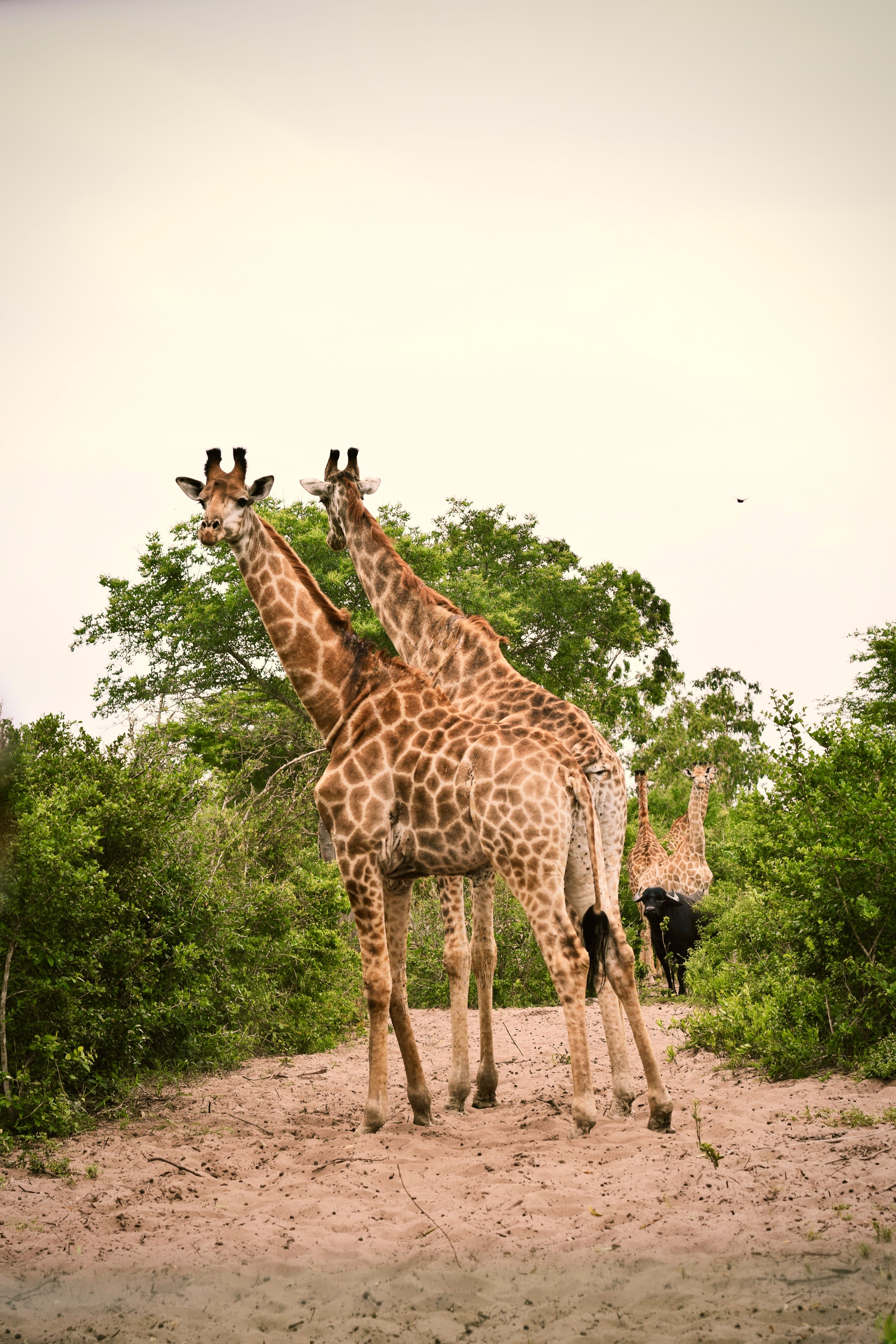Giraffes in African Savanna Captured on Camera · Free Stock Photo
