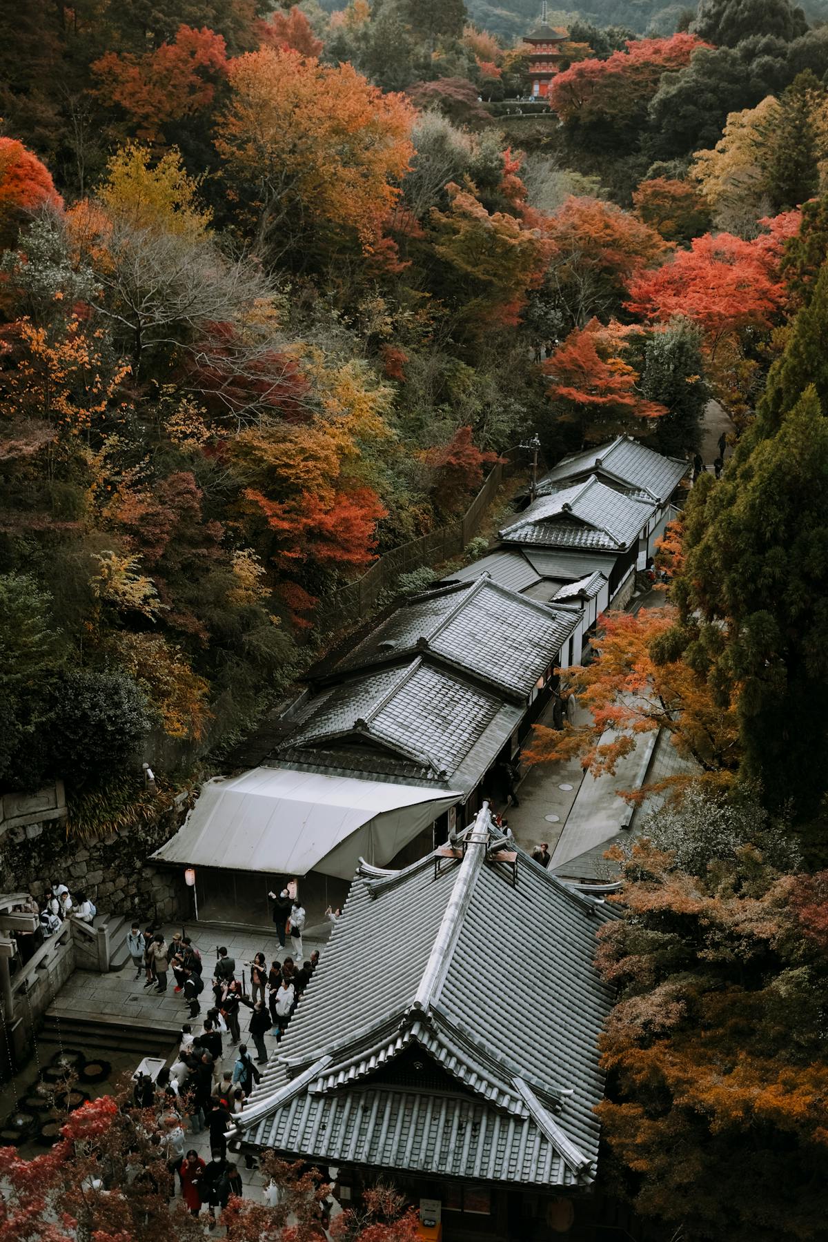 Japan Nature Photos, Download The BEST Free Japan Nature Stock Photos ...