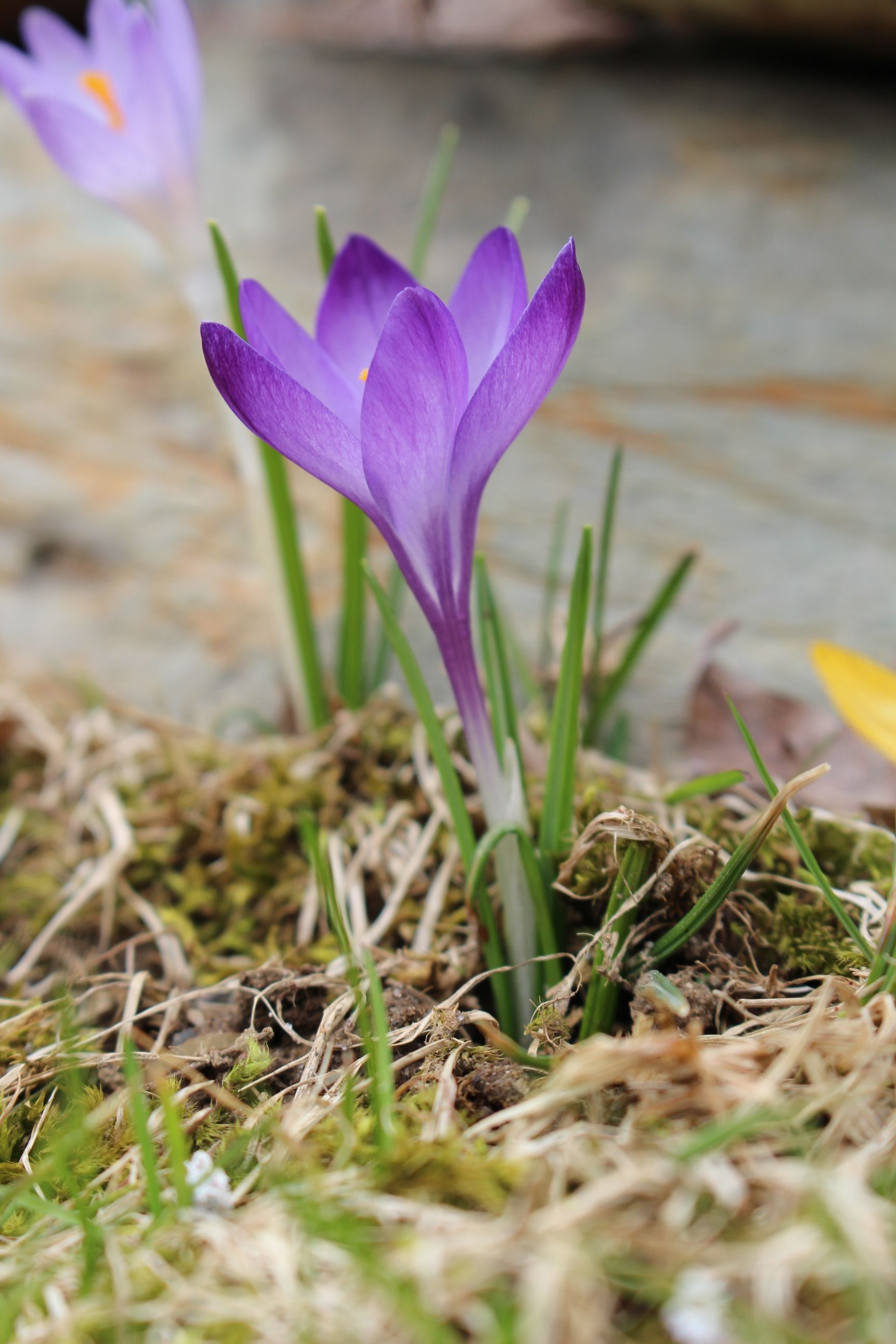 Purple Crocus Flowers in Bloom · Free Stock Photo