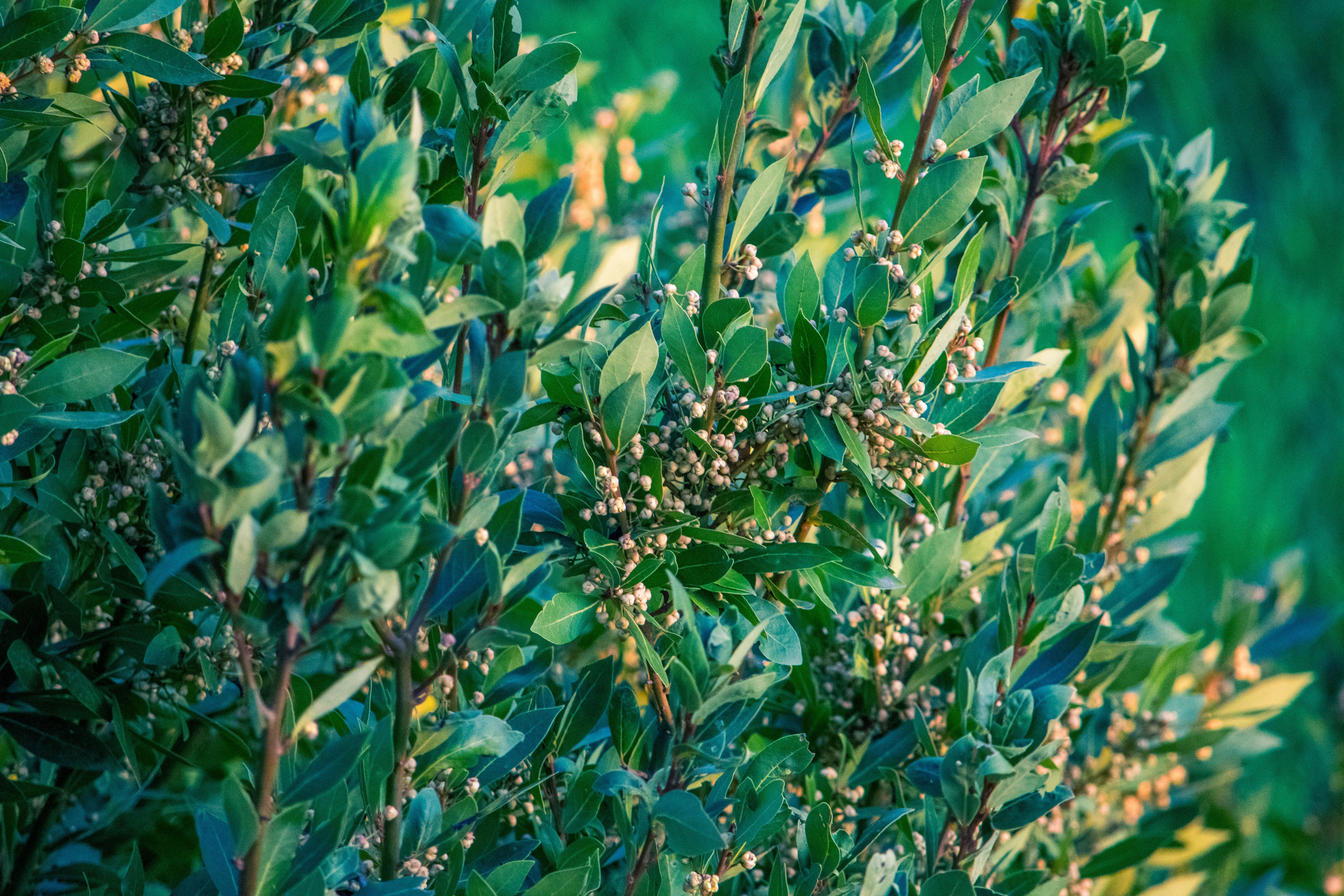 Exuberante Vegetación Con Hojas En Ciernes En La Primavera Italiana ...