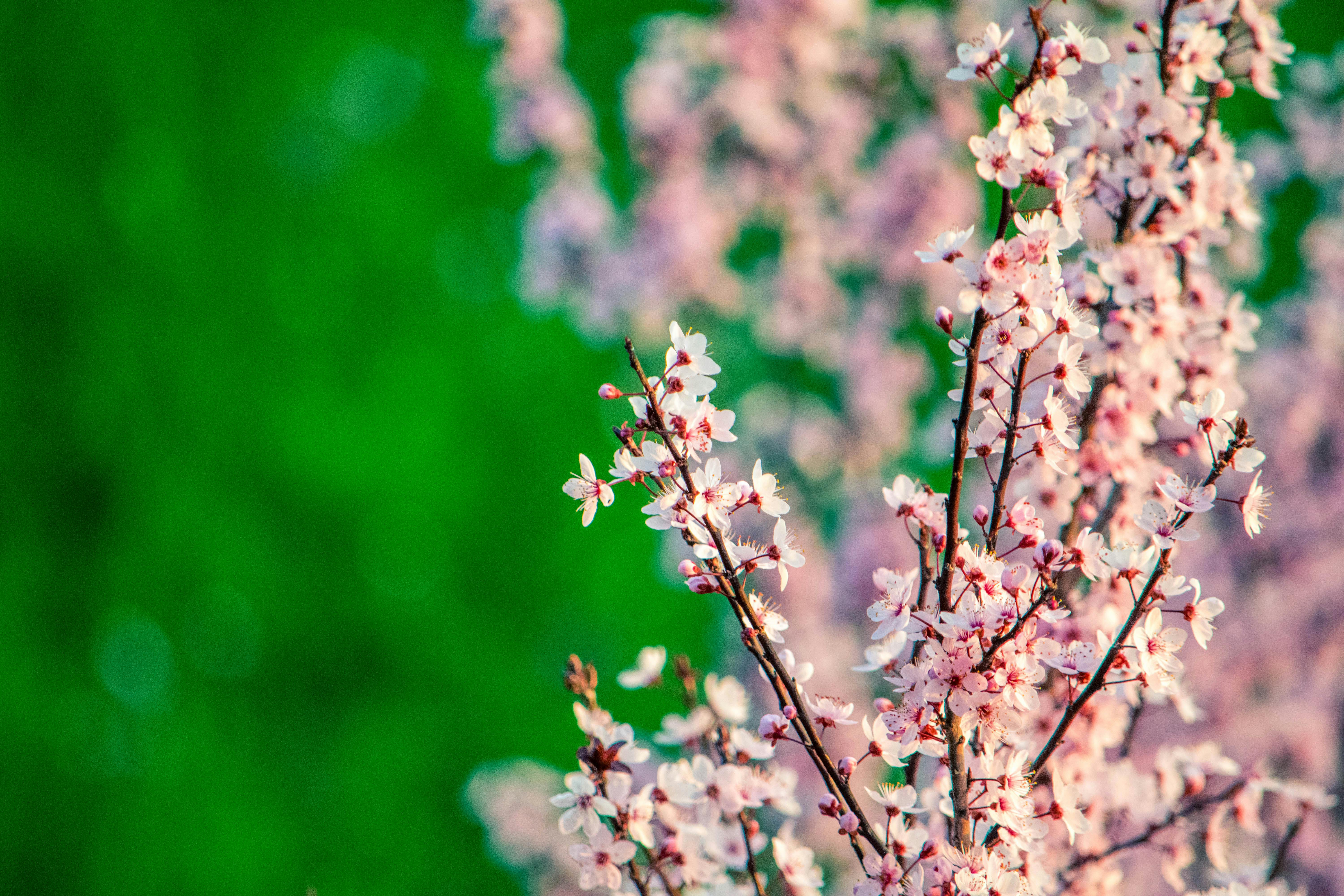 Springtime Cherry Blossoms in Full Bloom · Free Stock Photo