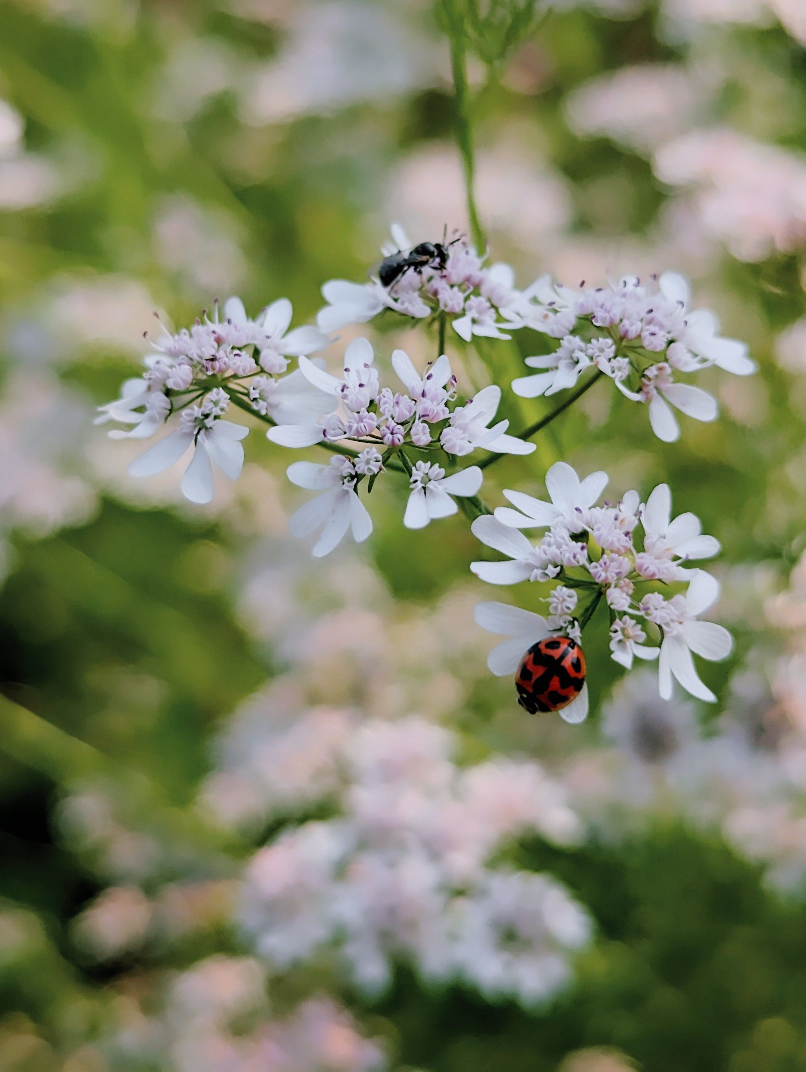 Ladybug Dan Daun Hijau Photos, Download The BEST Free Ladybug Dan Daun ...