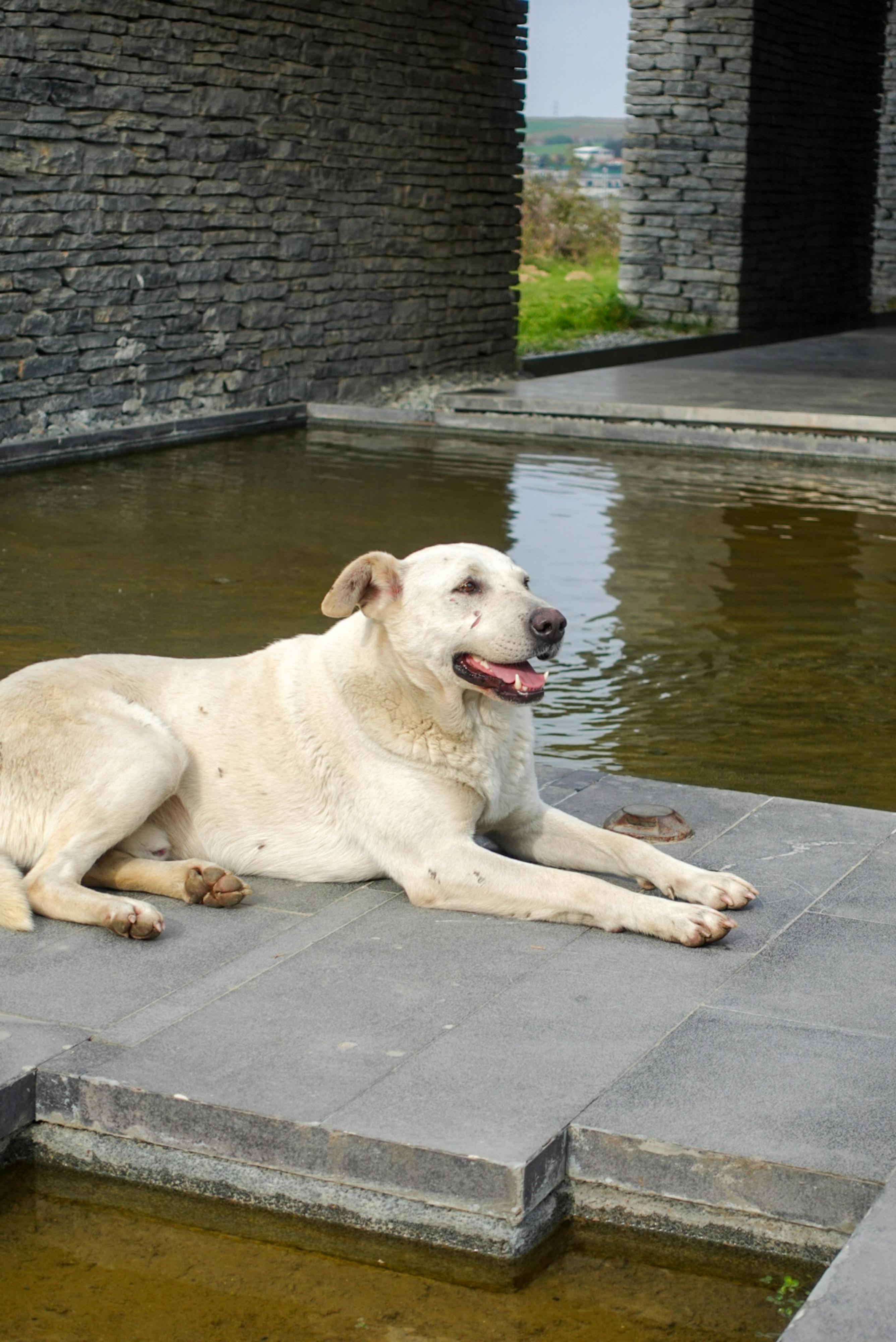 Perro Relajado Junto A Una Estructura De Piedra Al Aire Libre · Foto de ...