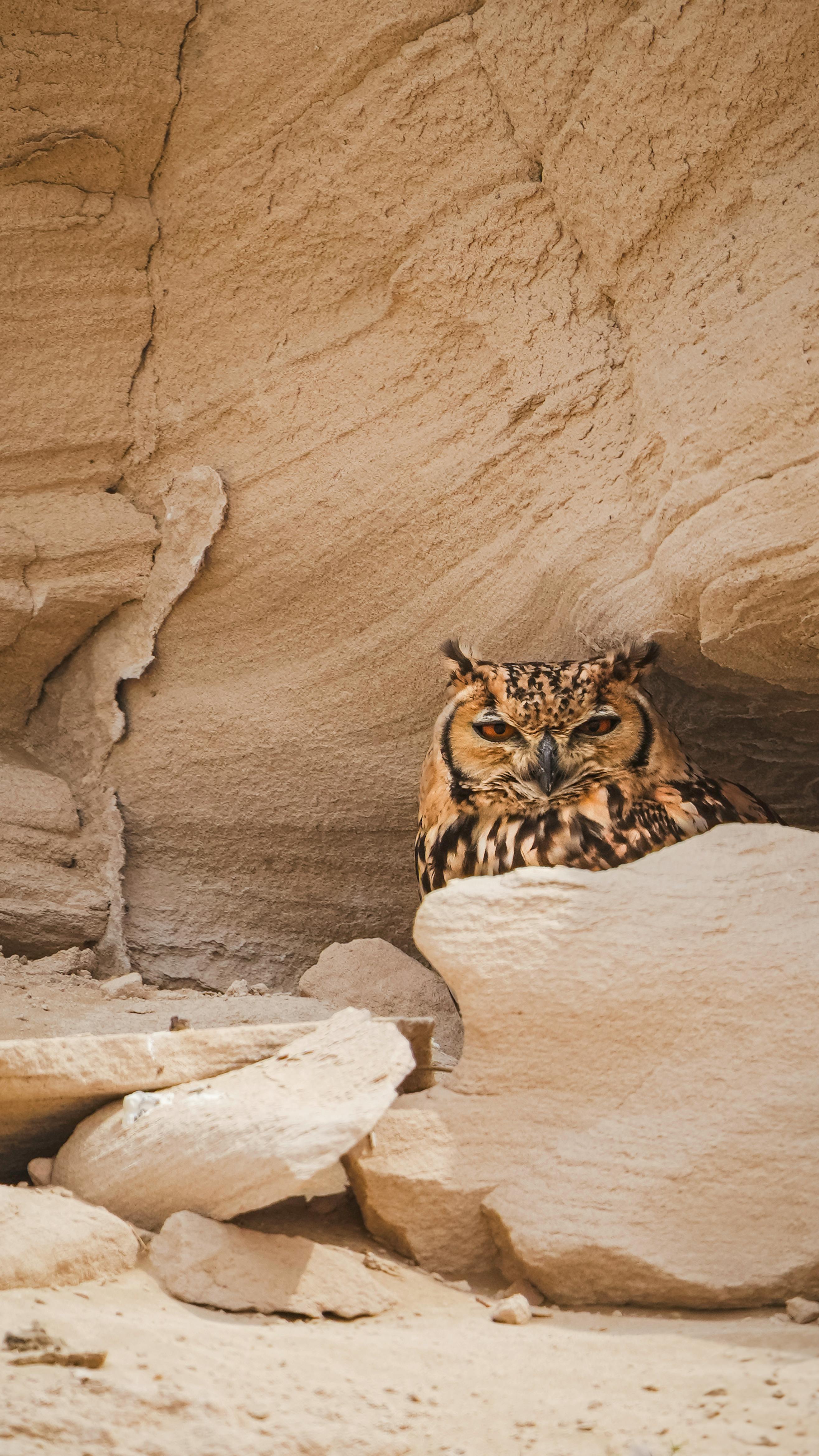 Owl Nestled in Arabian Desert Rock Formation · Free Stock Photo