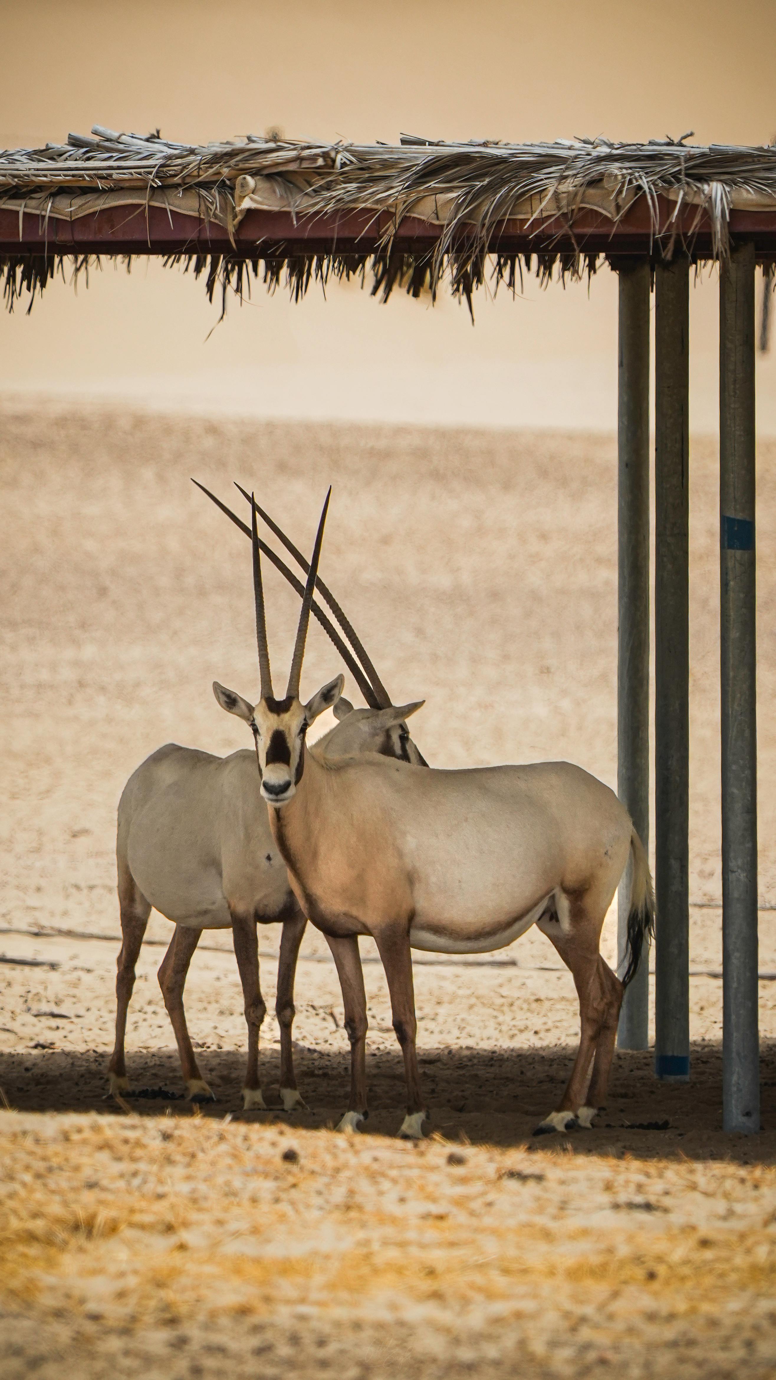 Arabian Oryx Resting in Desert Shade · Free Stock Photo