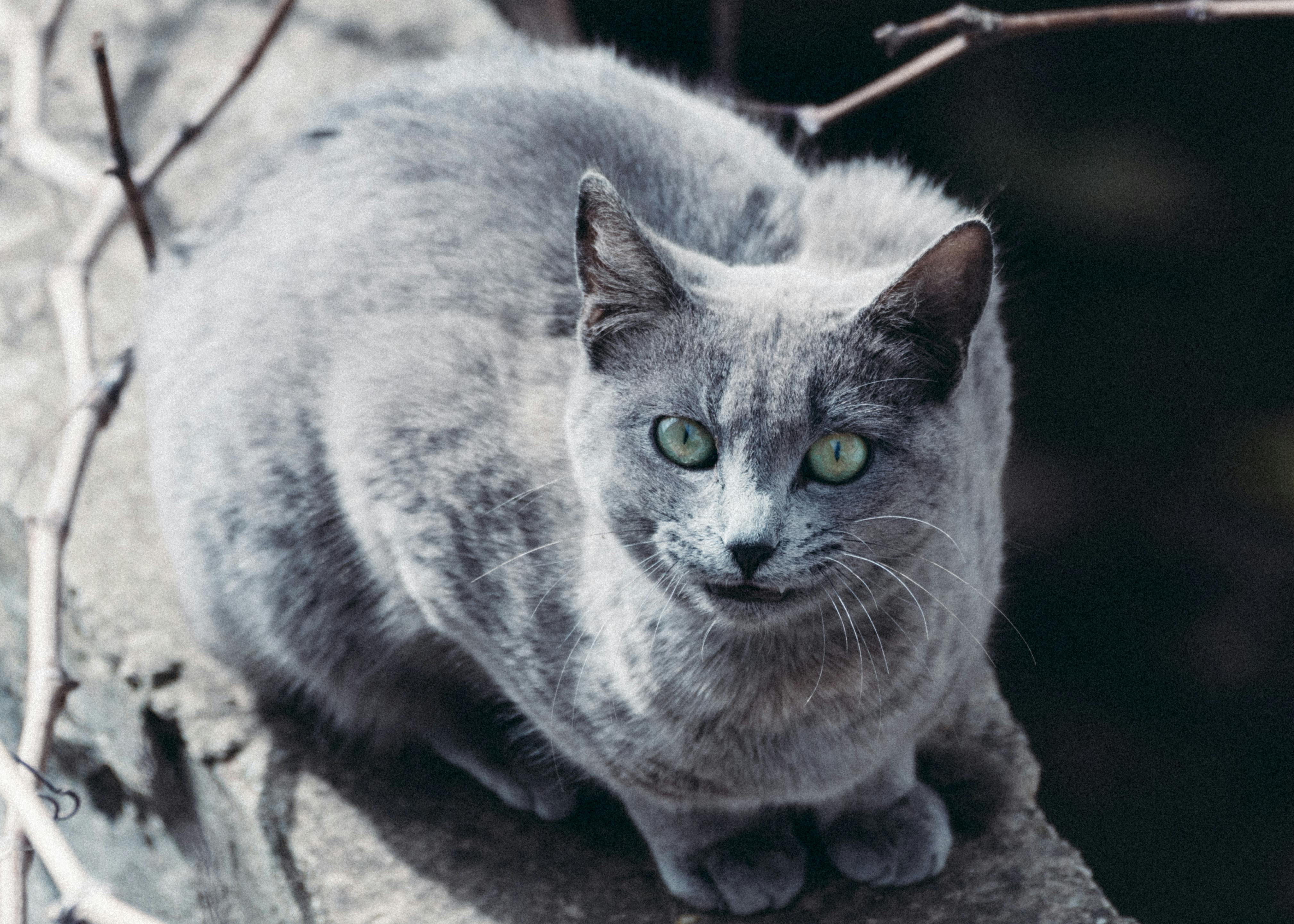 Elegant Gray Cat Resting on Outdoor Wall · Free Stock Photo