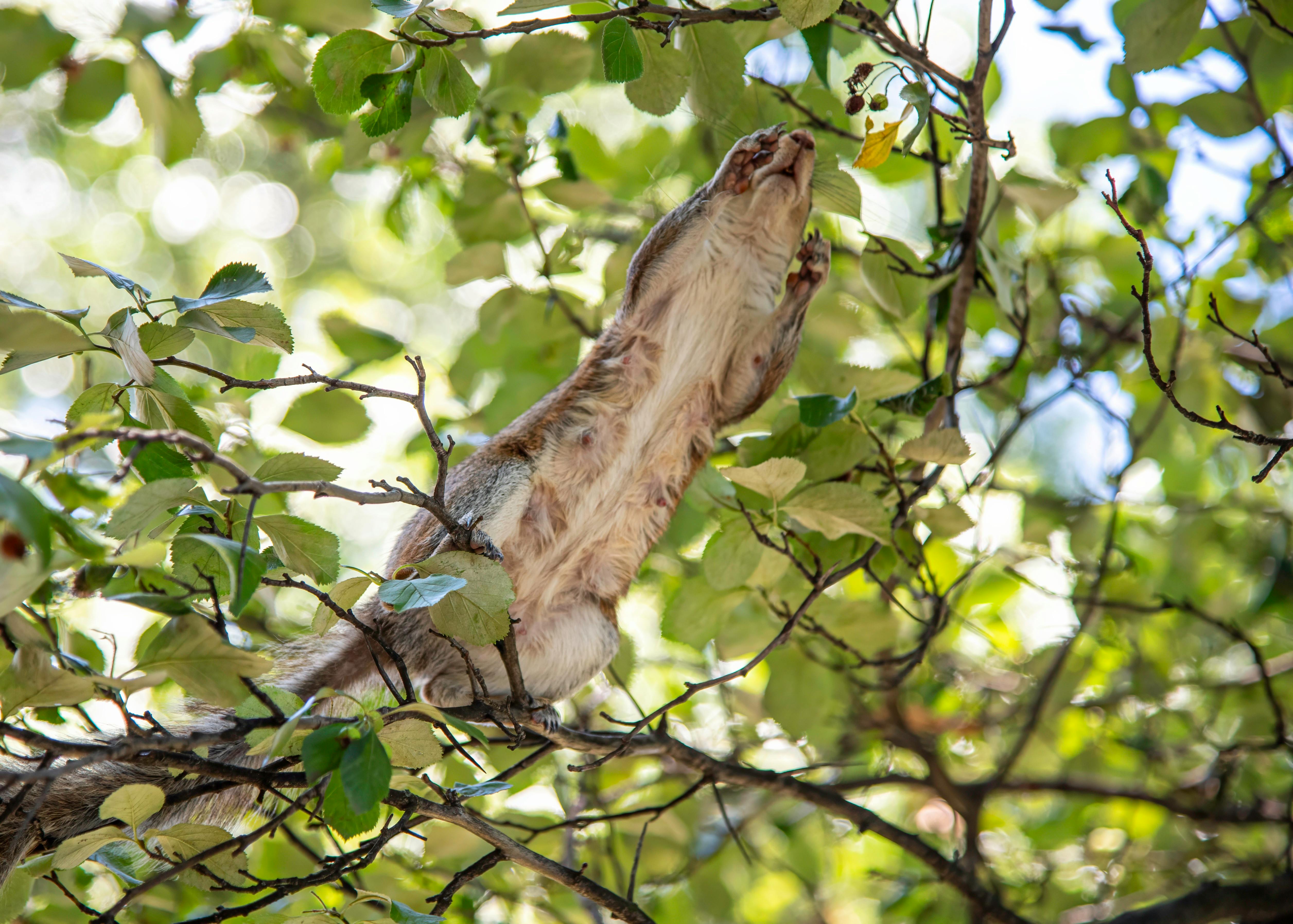 Squirrel Reaching for a Berry in Central Park · Free Stock Photo